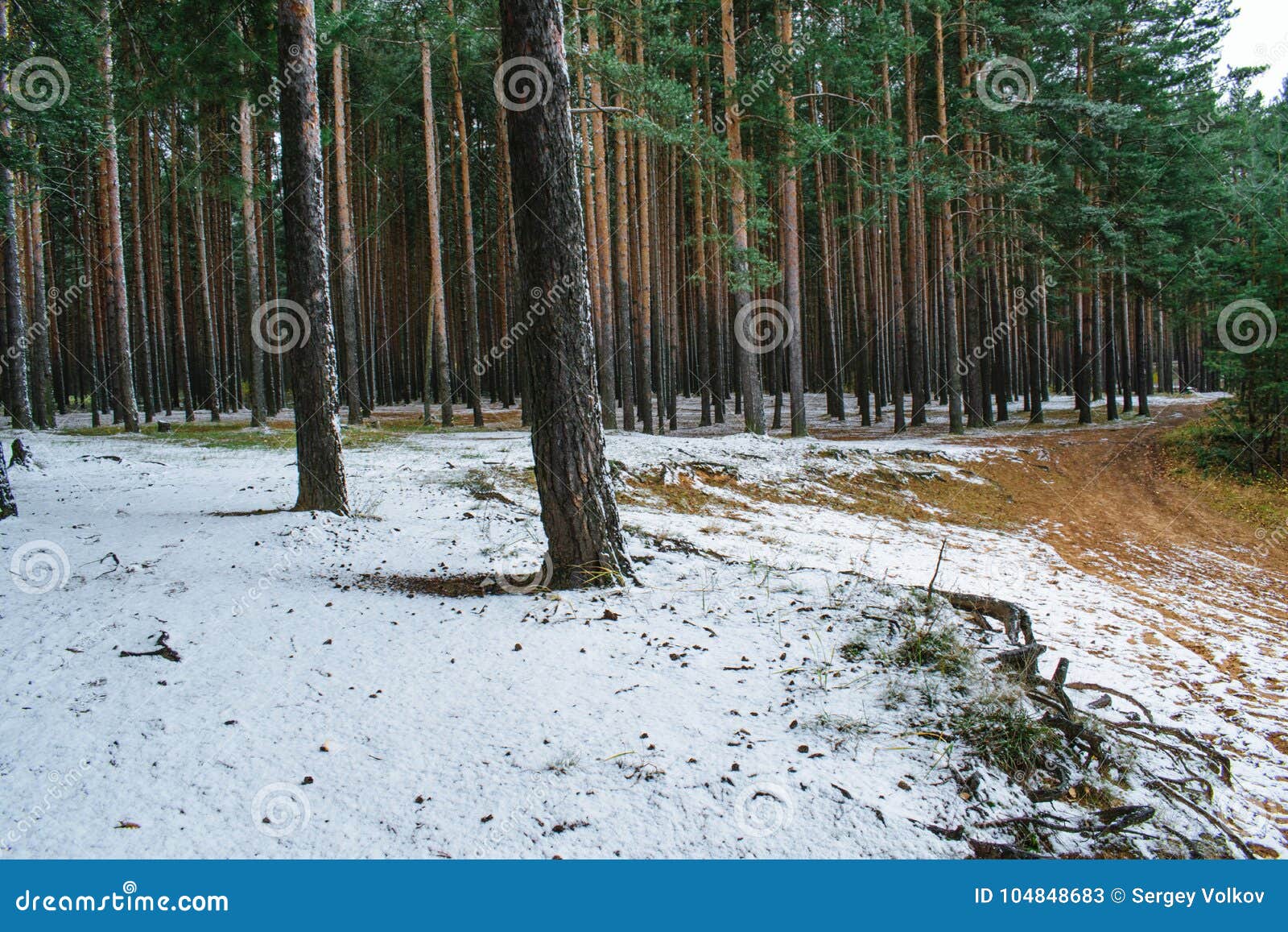 Fallen the First Snow in a Pine Forest Stock Image - Image of forest ...