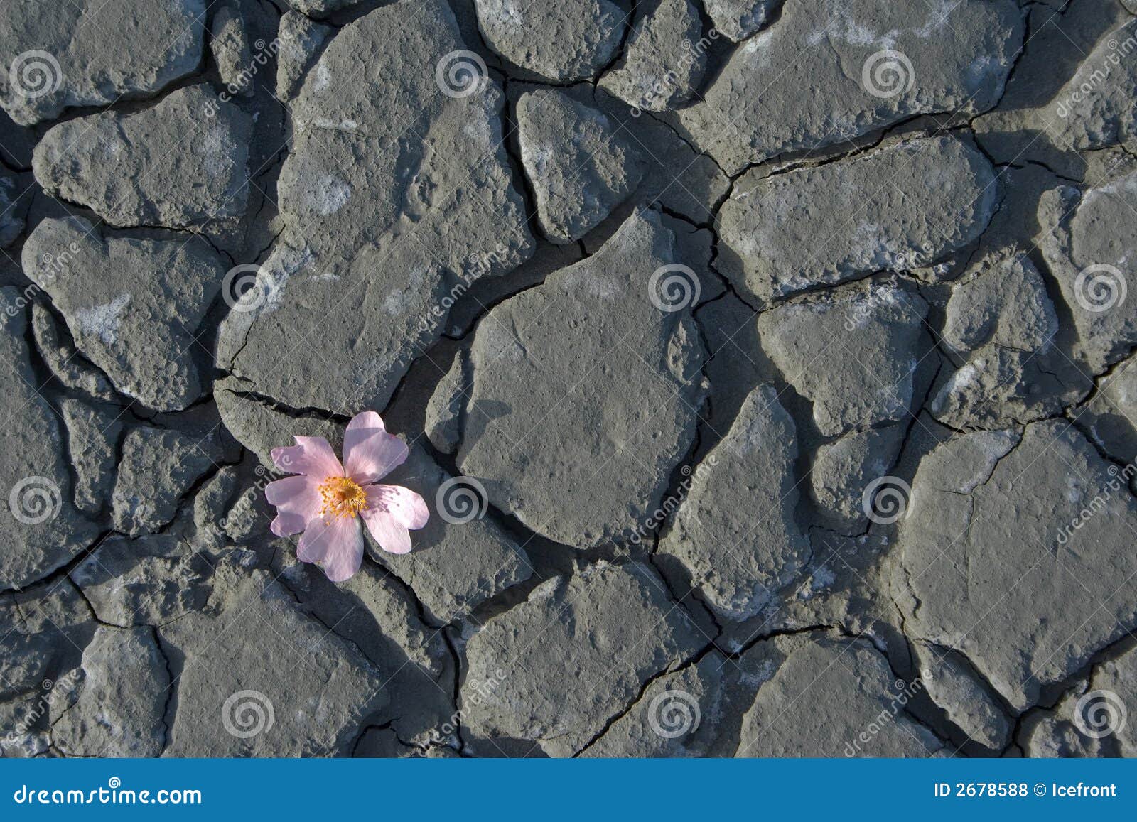 Fallen flower stock photo. Image of flower, abstract, lost - 2678588