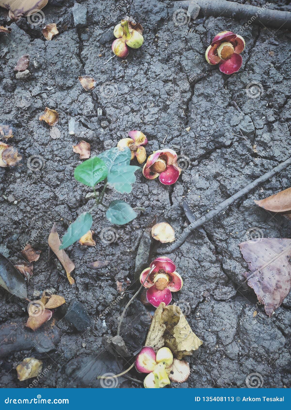 Fallen flower on the earth stock image. Image of soil - 135408113