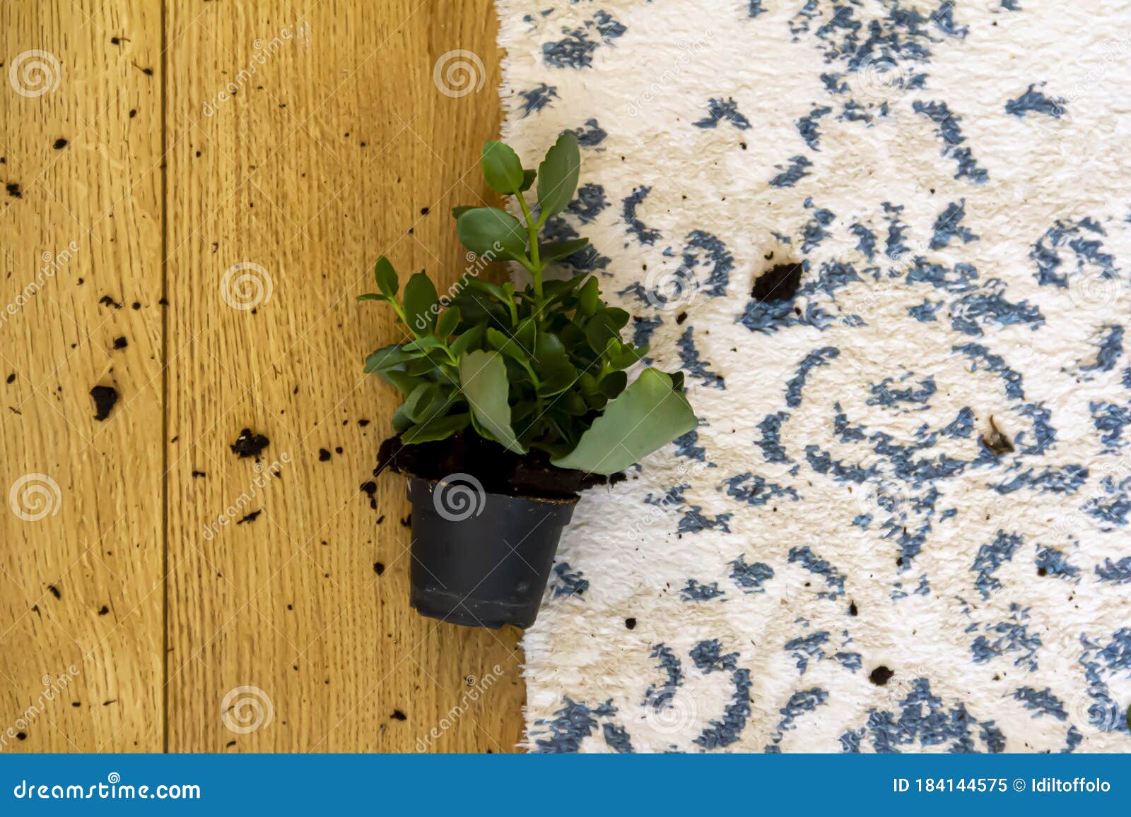 A Fallen Flower Pot on the Floor Stock Image - Image of house, clean ...