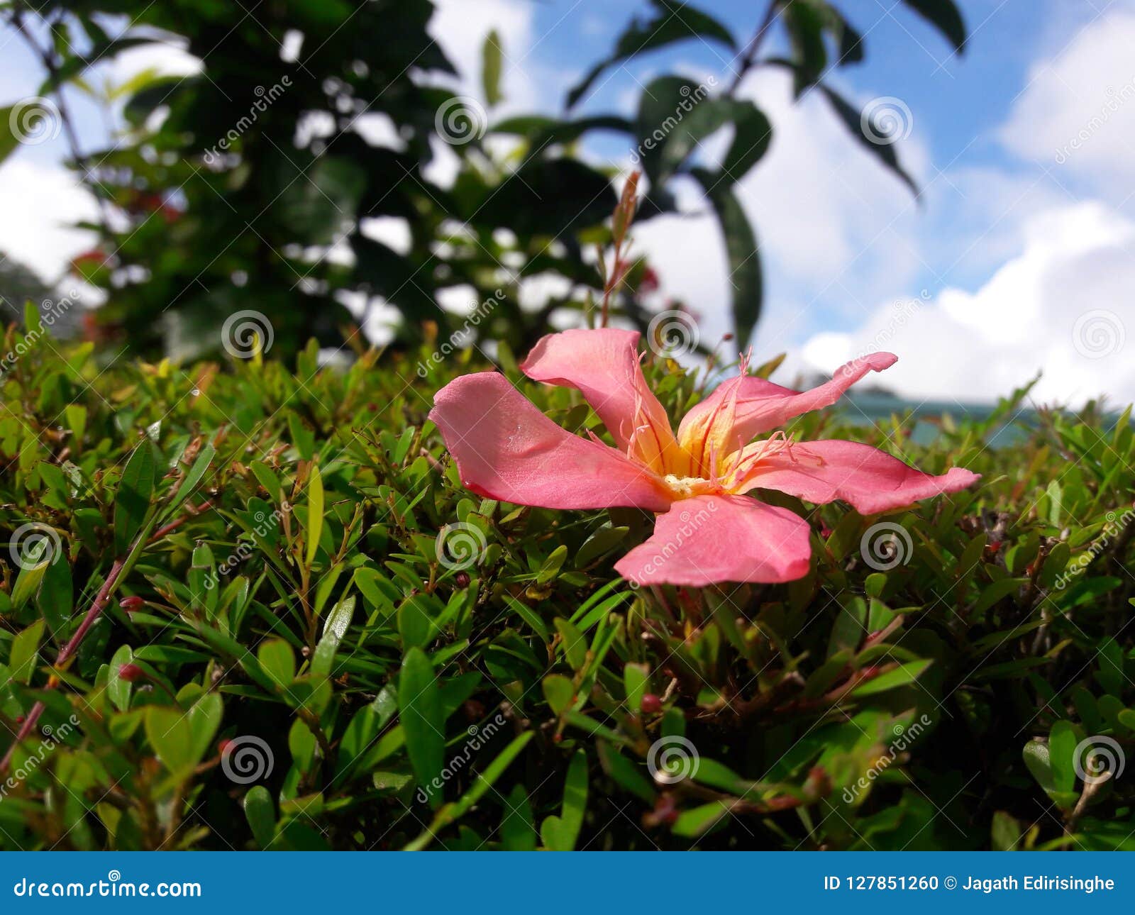 A Fallen Flower from the Tree Stock Photo - Image of grass, guest ...