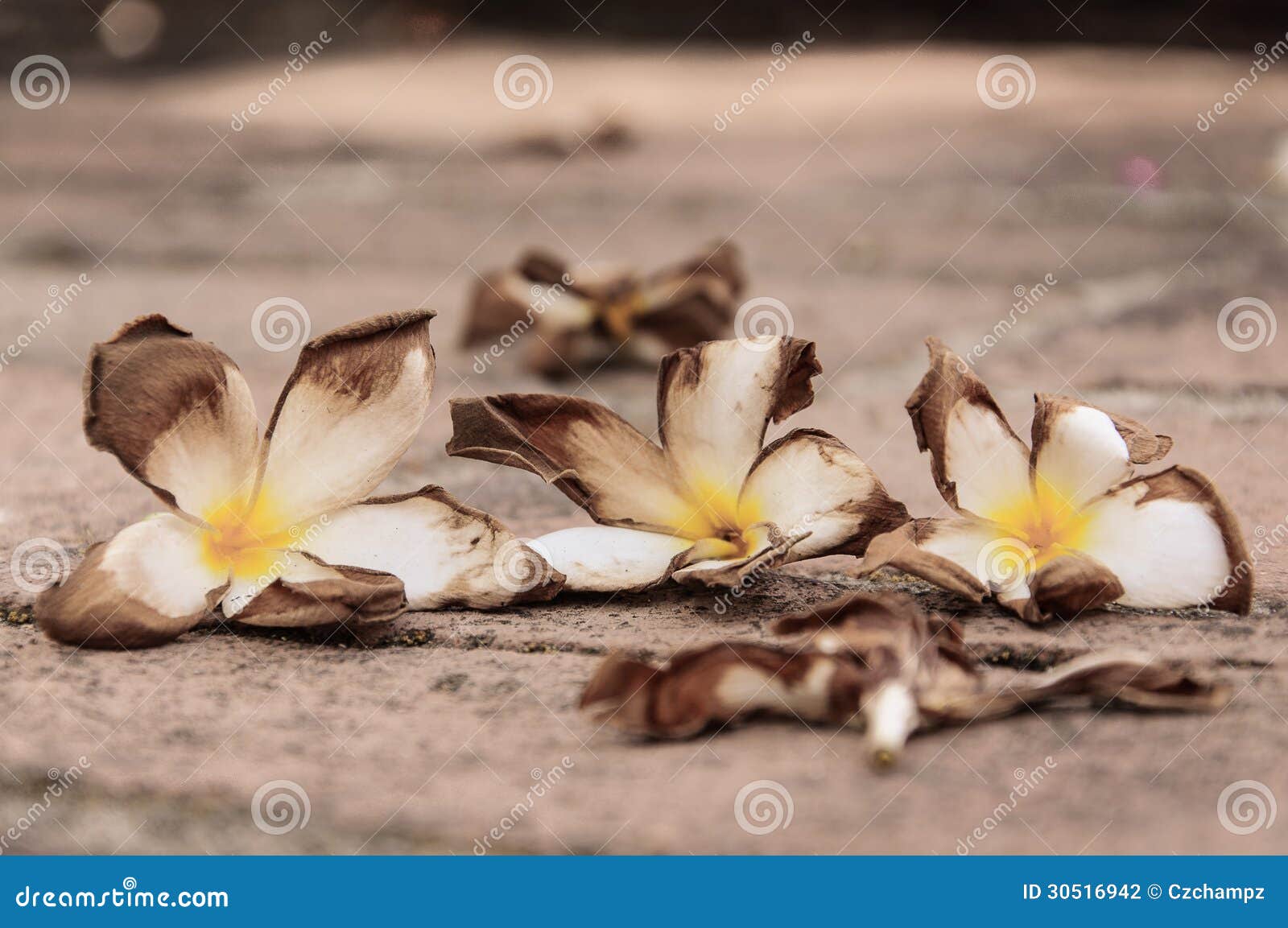 Fallen flower stock photo. Image of fallen, yellow, white - 30516942