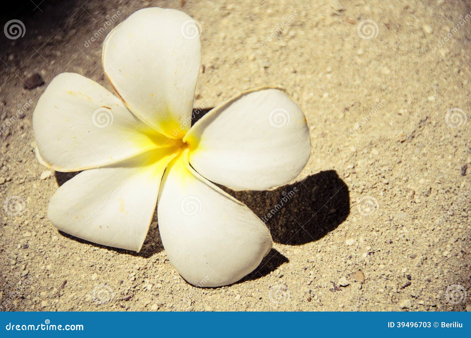 Fallen flower stock image. Image of flower, golden, delicate - 39496703