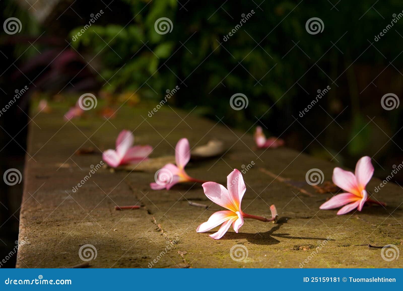 Fallen flowers stock image. Image of tropical, beautiful - 25159181