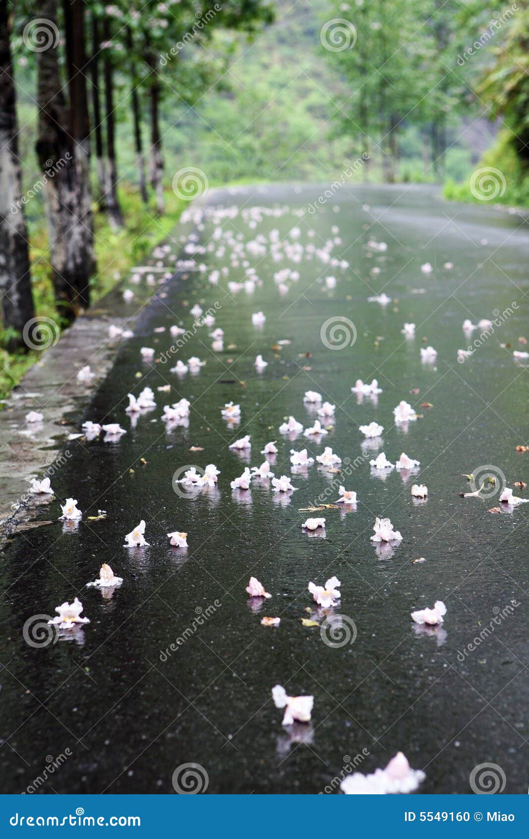 Fallen flowers stock photo. Image of flower, scenery, plant - 5549160