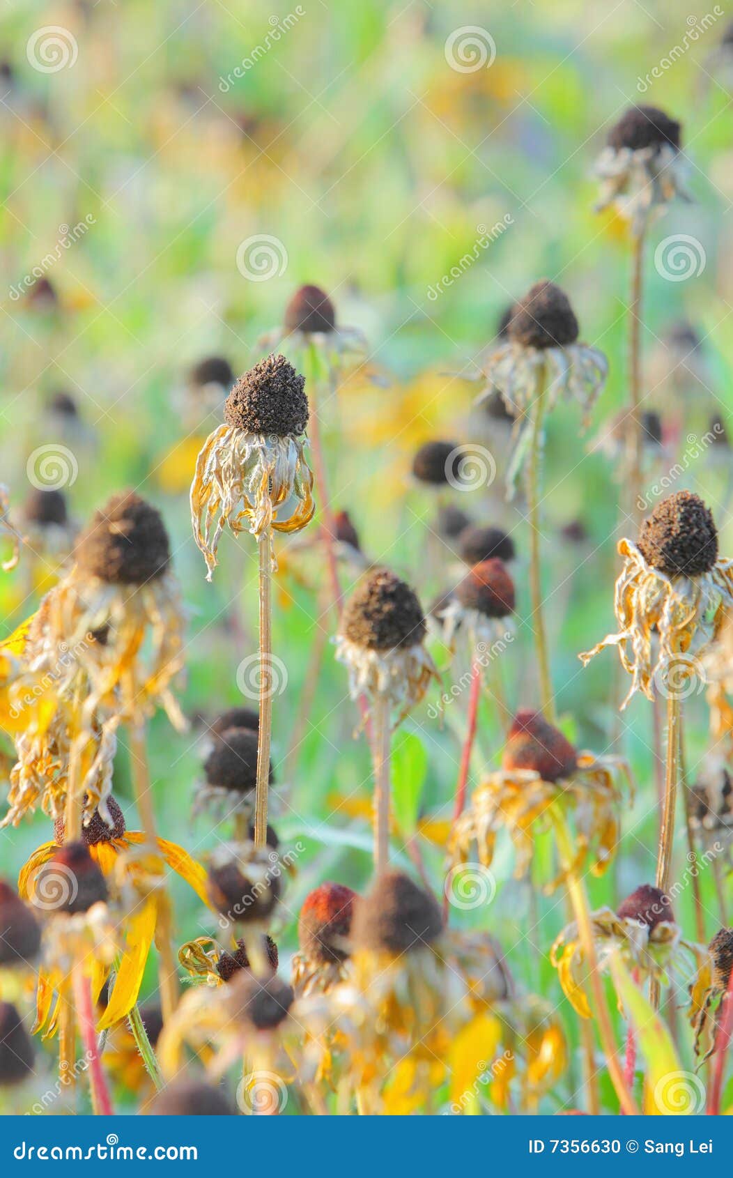 Fallen flowers stock photo. Image of fall, plants, flower - 7356630