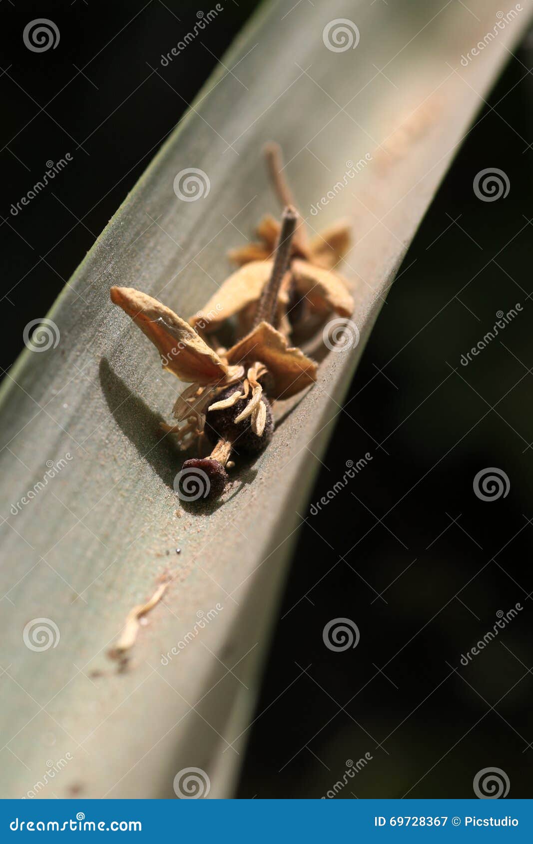 Fallen flowers stock image. Image of nature, beautiful - 69728367