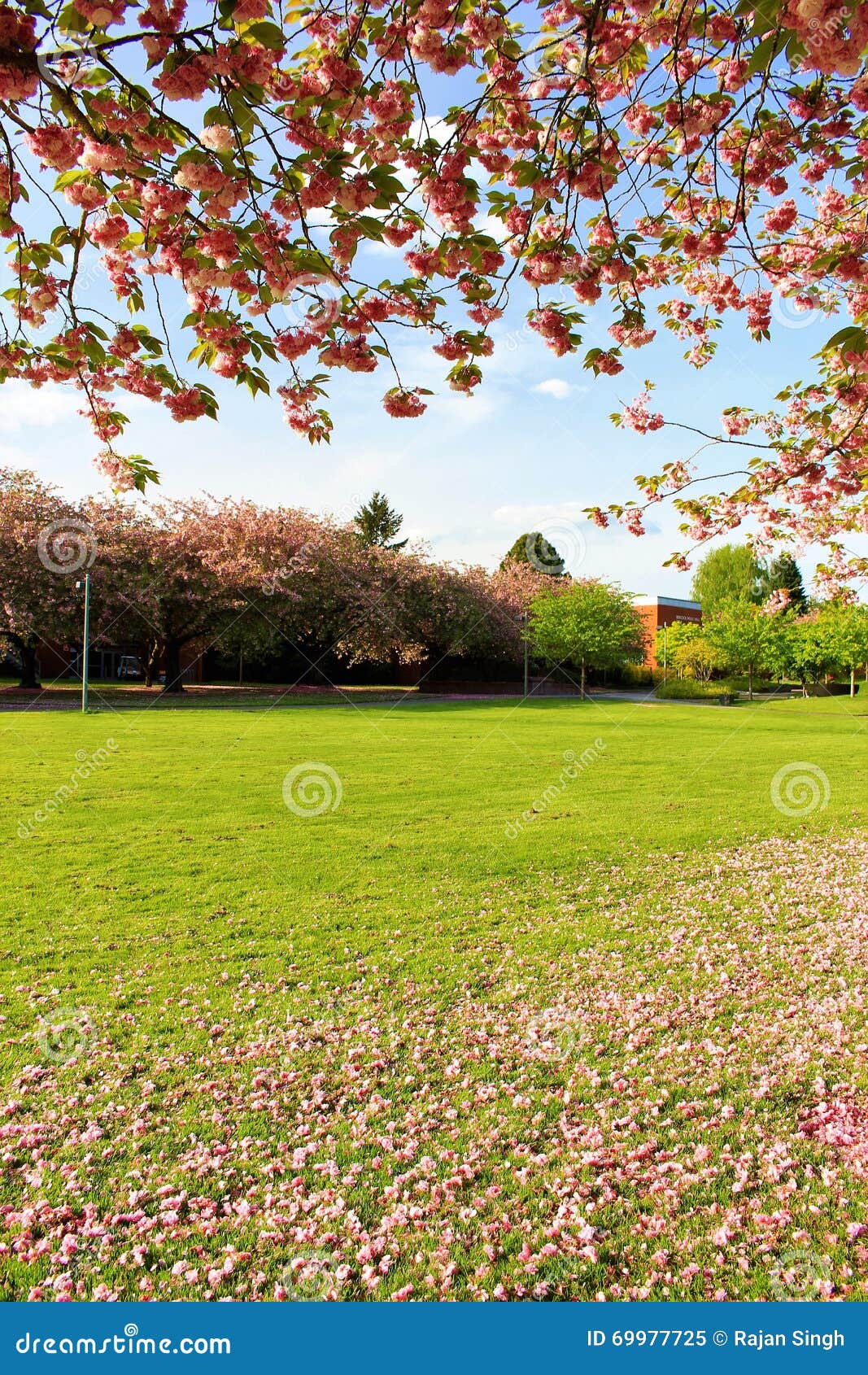 Fallen flowers stock image. Image of scene, fallen, season - 69977725