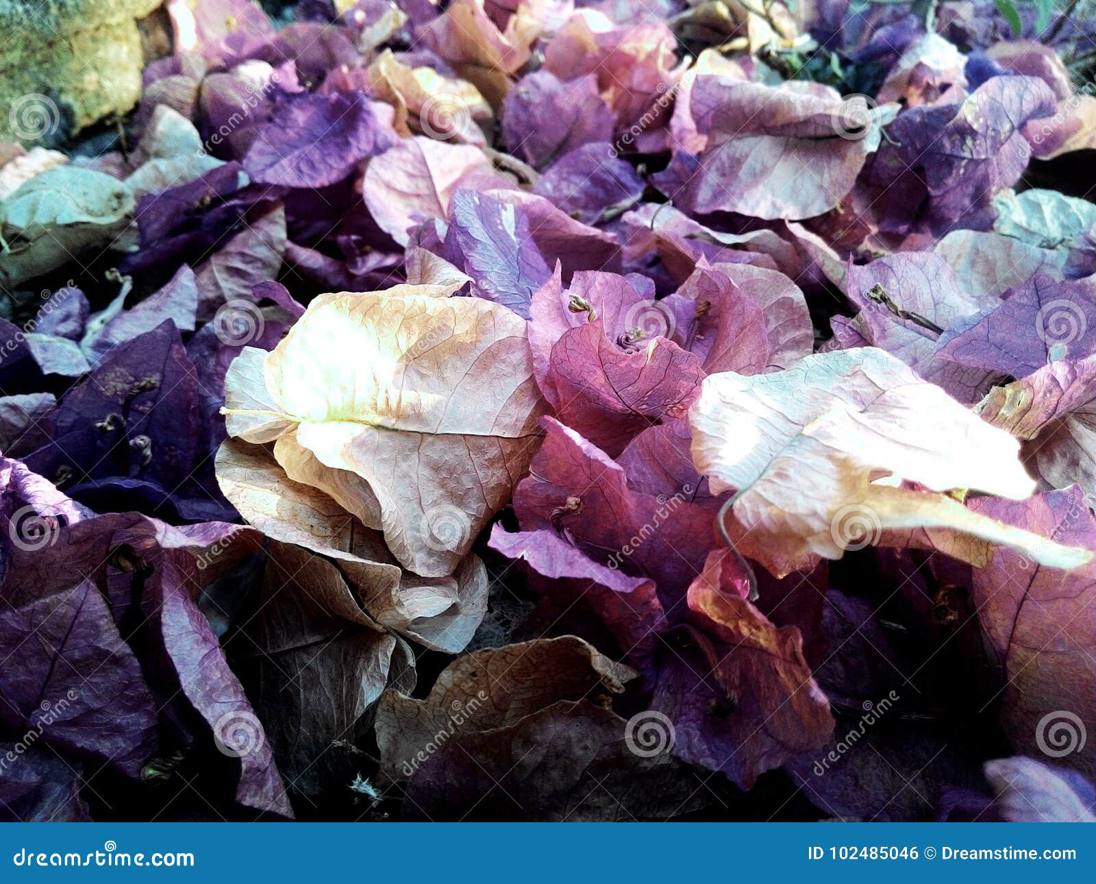 Fallen Flowers stock photo. Image of colors, autumn - 102485046