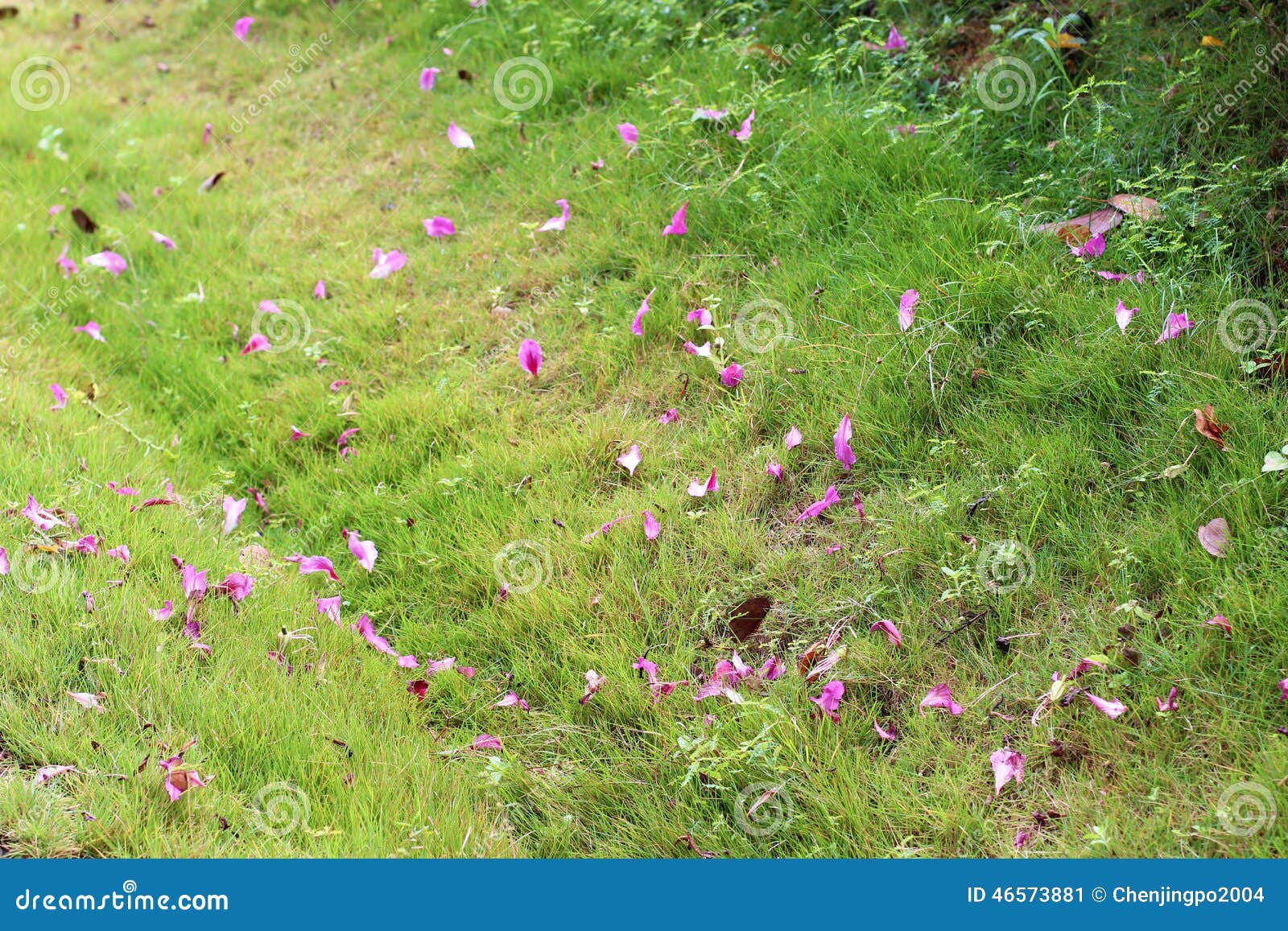Fallen Flowers Grass Stock Images - Download 921 Photos