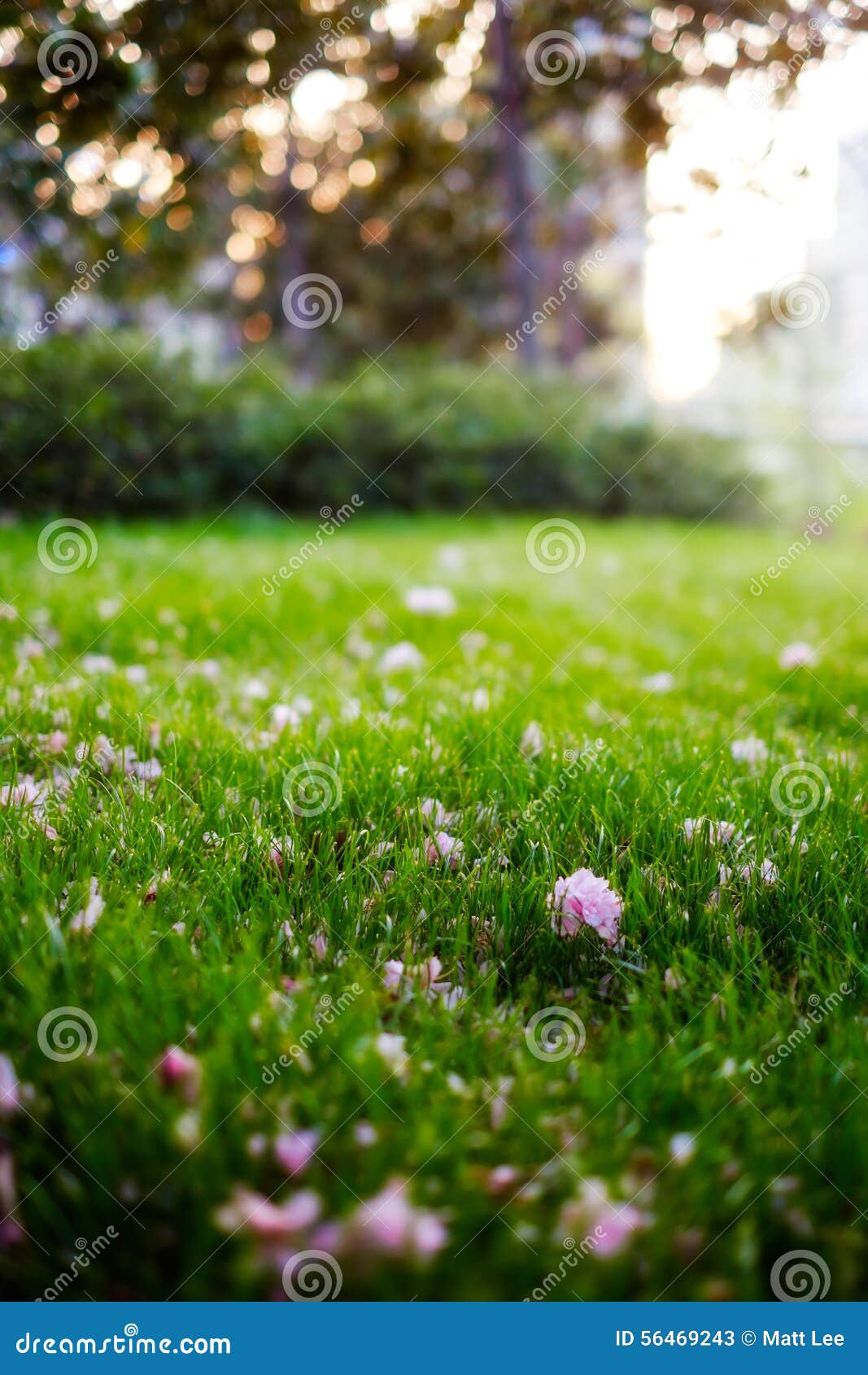 Fallen flowers stock image. Image of flowers, lovely - 56469243