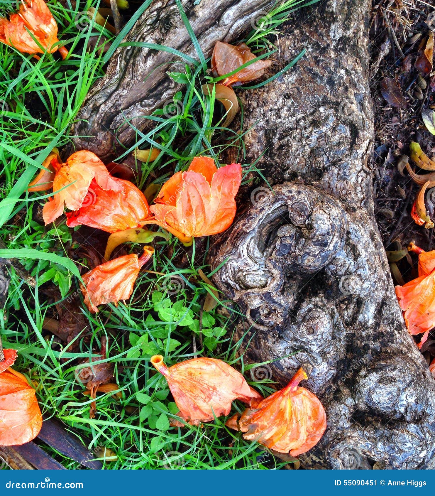 Fallen flowers stock image. Image of grass, green, base - 55090451