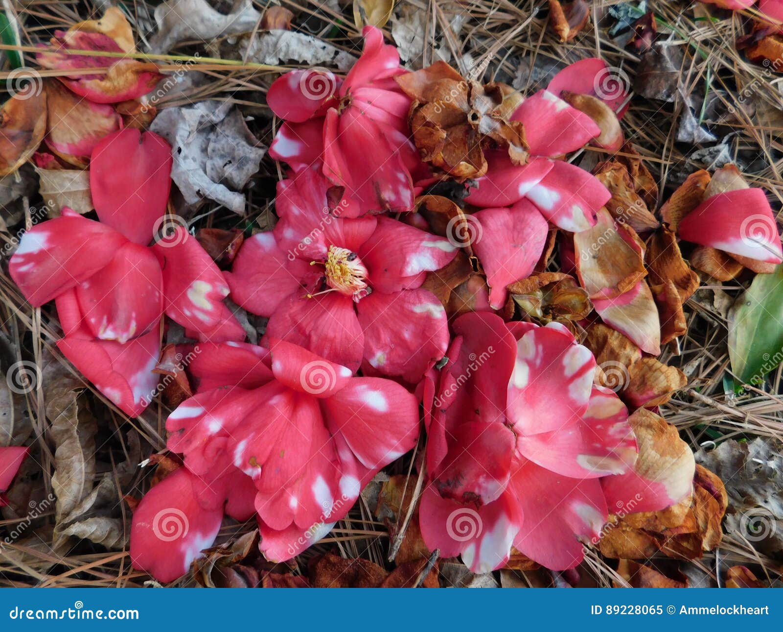 FALLEN FLOWERS stock image. Image of ground, fallen, floral - 89228065