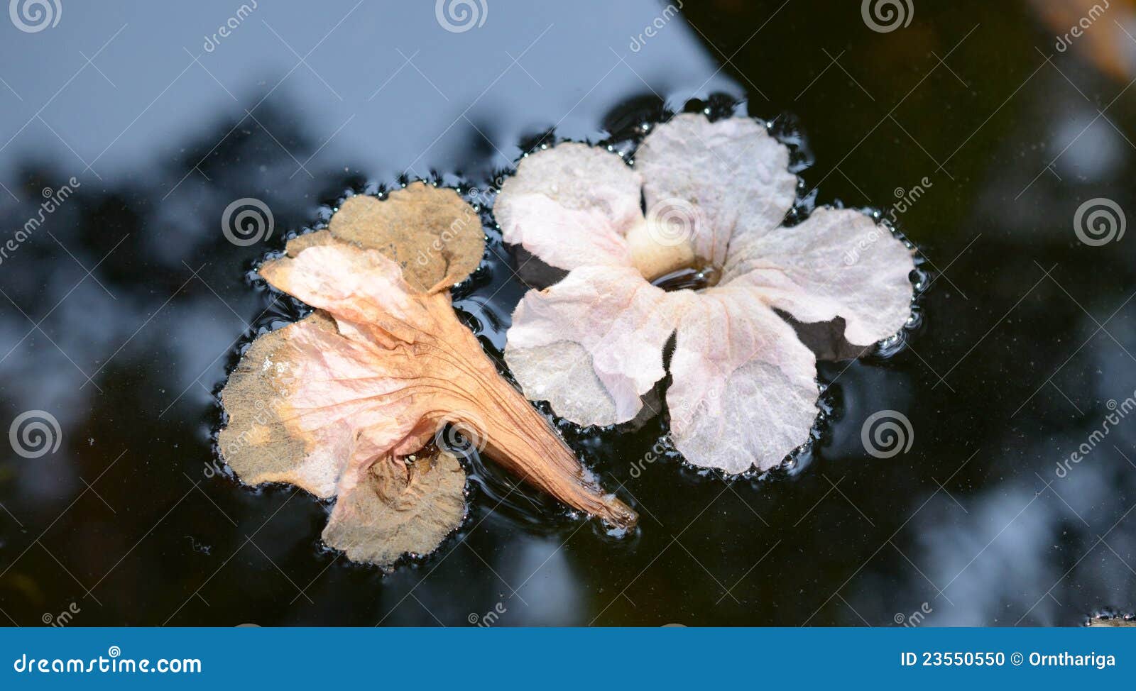 Fallen flowers in water stock photo. Image of fell, fallen - 23550550