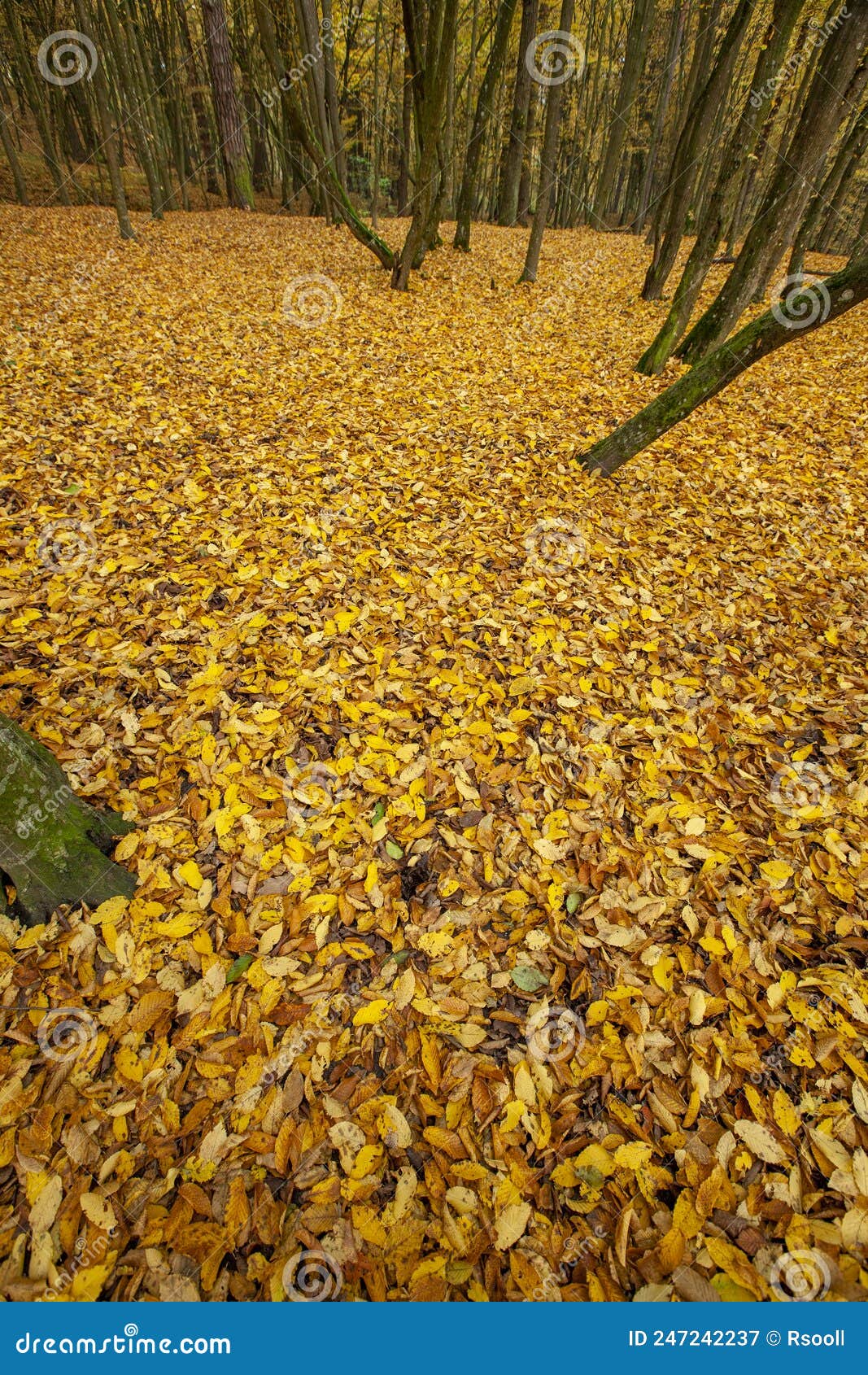 Fallen Foliage in Autumn during Leaf Fall in Cloudy Weather Stock Image ...
