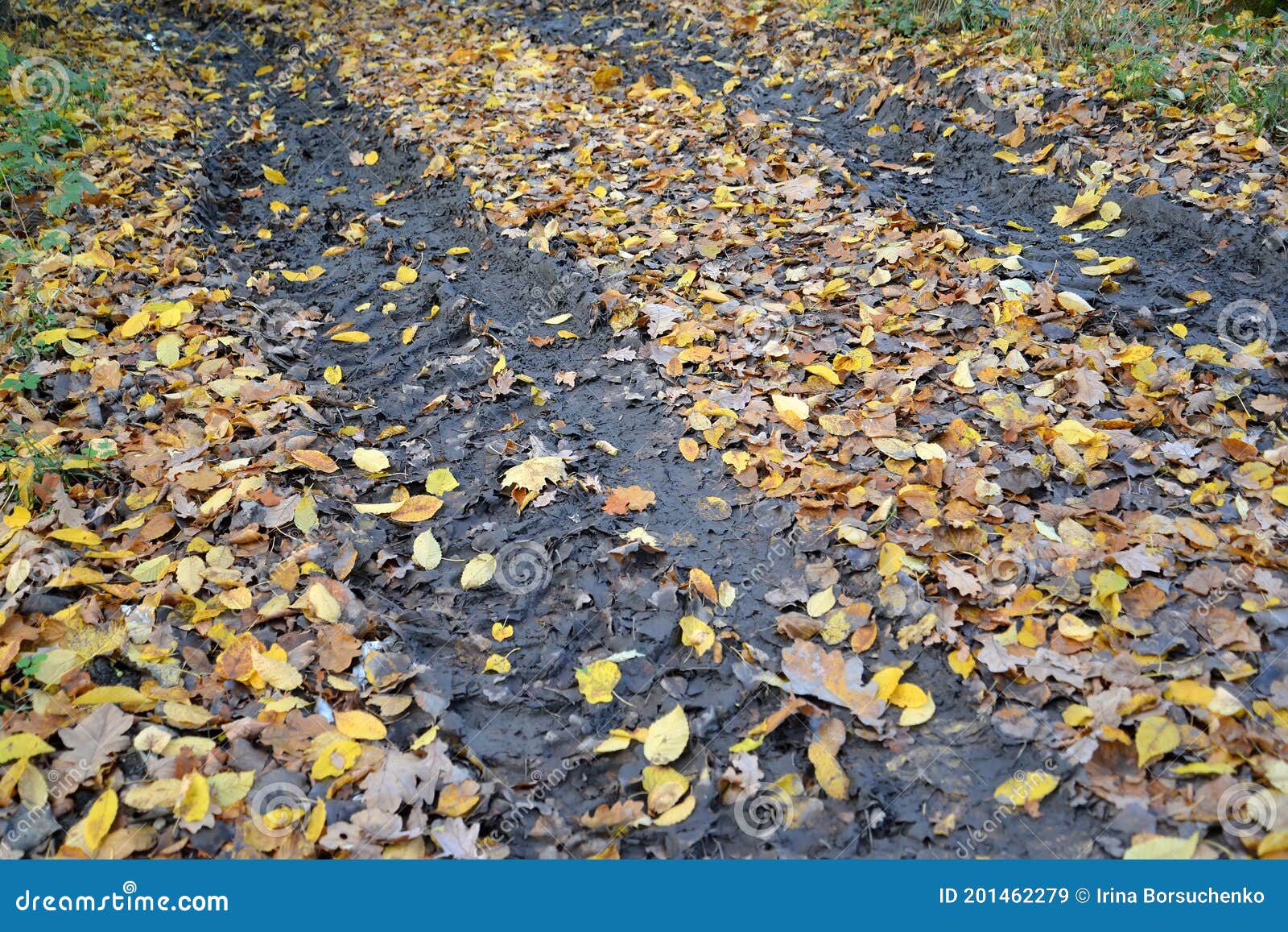 Fallen Foliage on a Rut from Car Wheels. Fall Stock Image - Image of ...