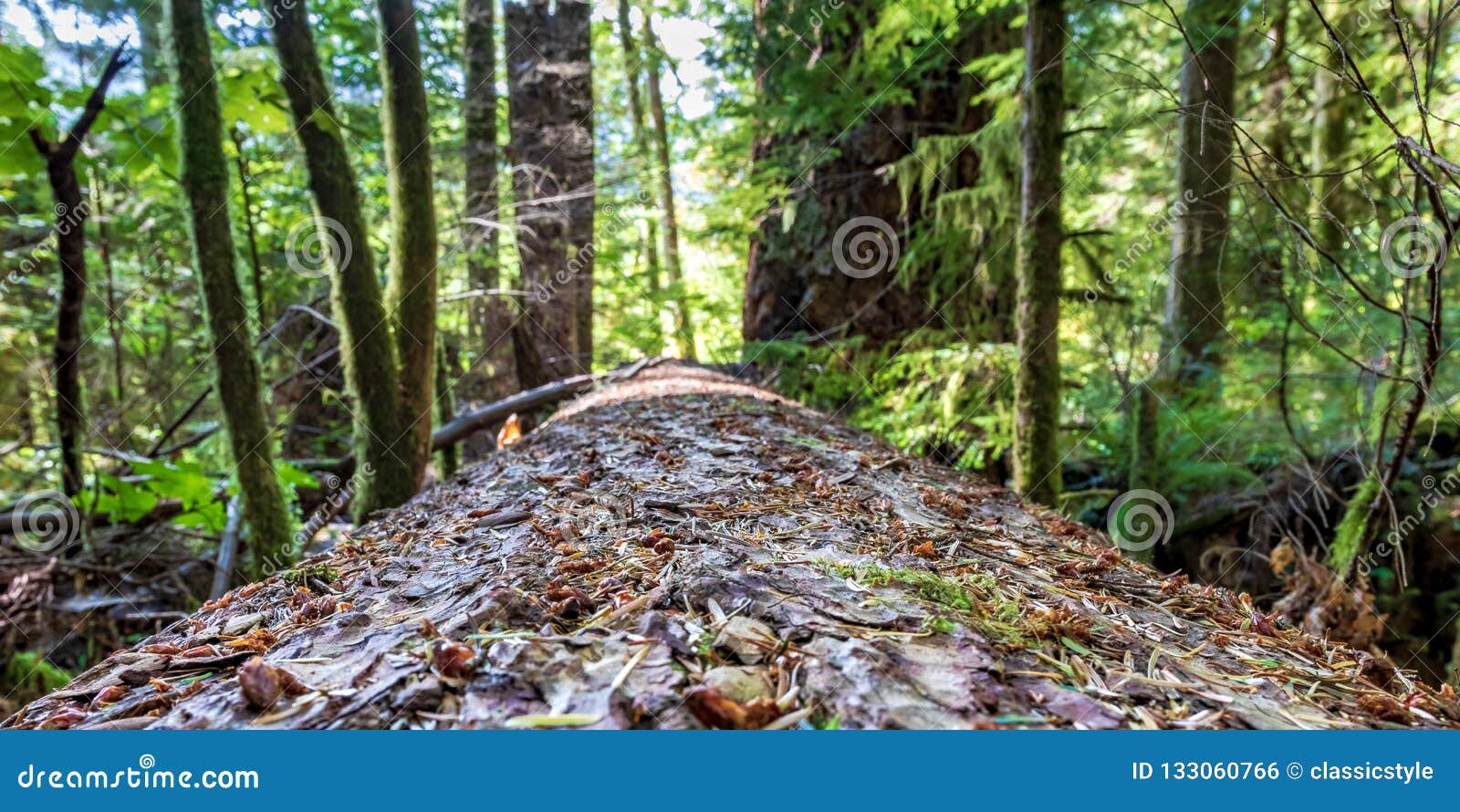 Fallen Forest Log Perspective with Trees and Plants Stock Photo - Image ...