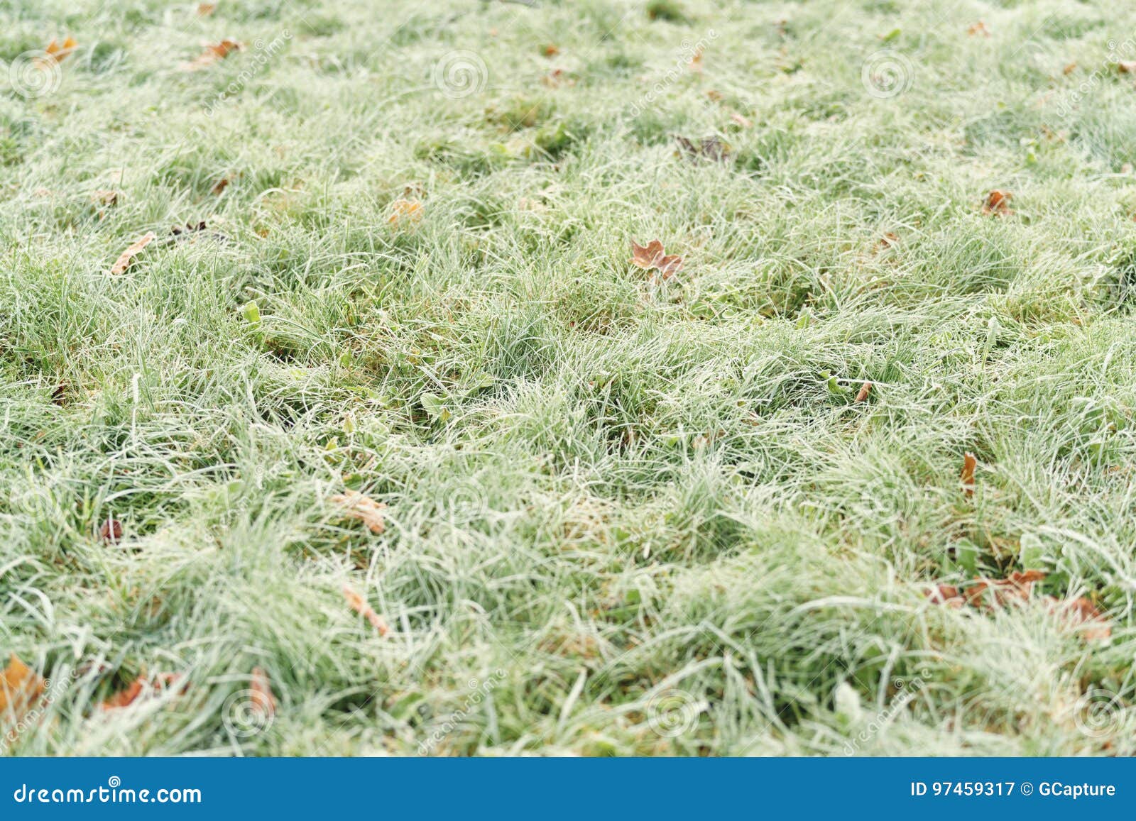 Fallen Frosted Autumn Maple Leaves on Grass Stock Image - Image of cold ...