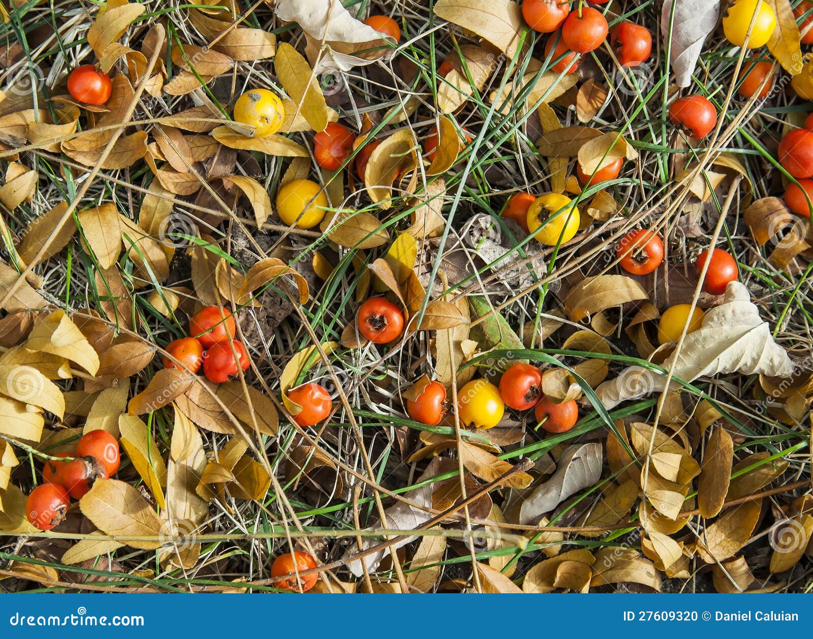 Fallen Fruits on meadow stock photo. Image of texture - 27609320