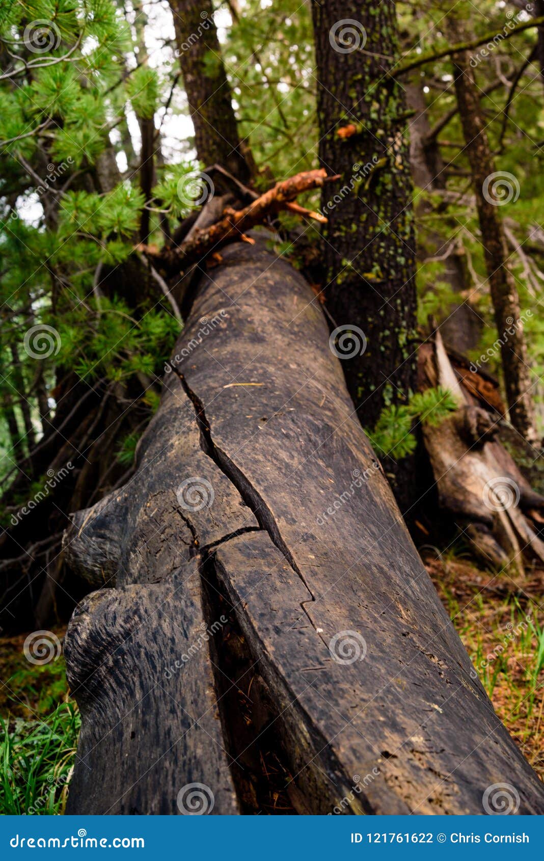 A Fallen Giant stock photo. Image of green, fallen, pine - 121761622