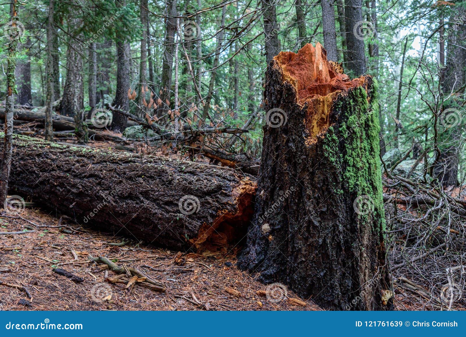 A Fallen Giant stock image. Image of leaf, northwest - 121761639