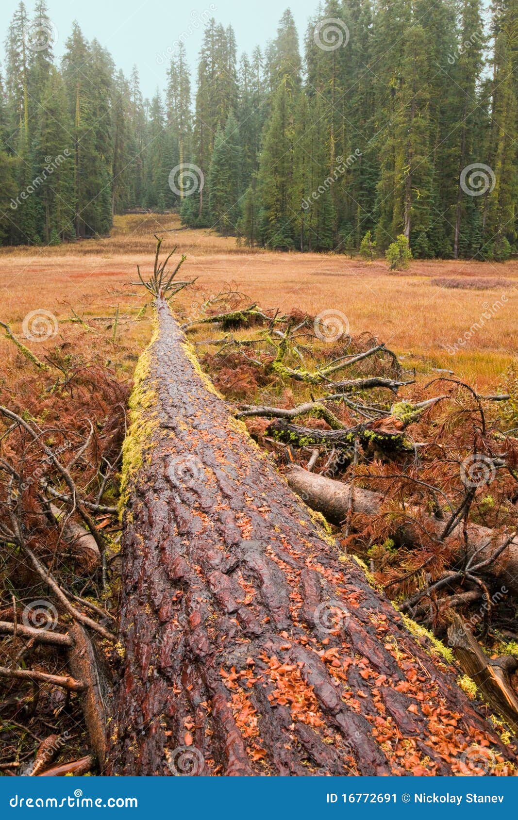 Fallen Giant Tree stock image. Image of autumn, angle - 16772691