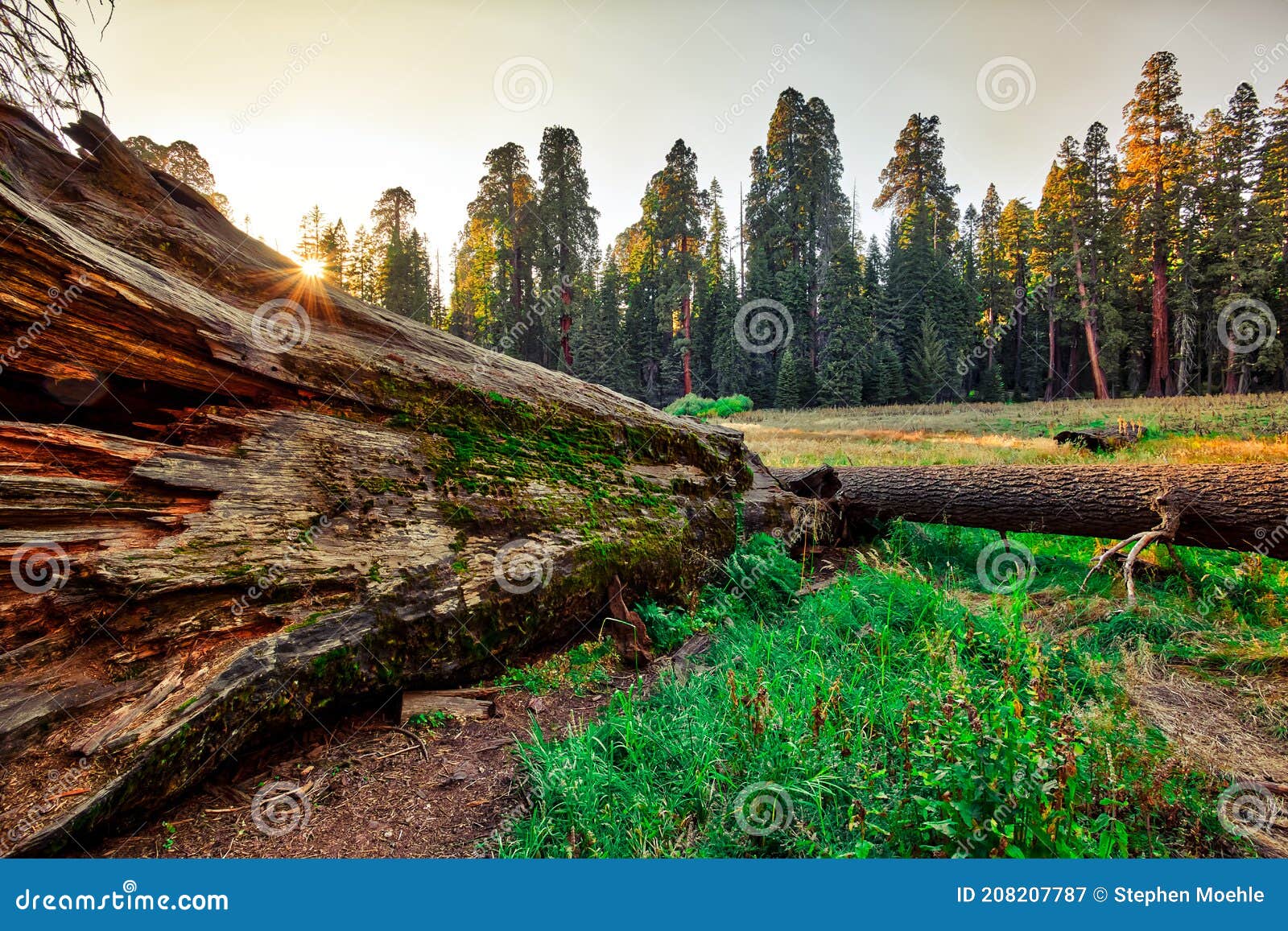 Fallen Giants in the Sequoia Forest, Sequoia National Park, California ...