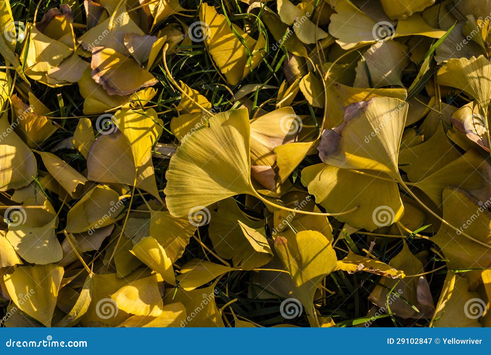 Fallen Ginkgo Leaves in Autumn Stock Image - Image of ginkgo, autumn ...