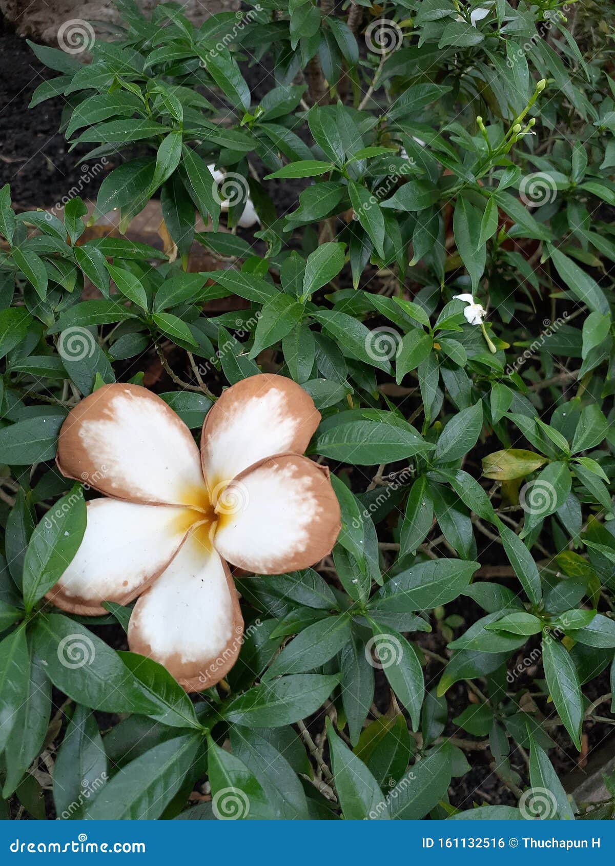 The Fallen Glory stock photo. Image of food, leaf, woodland - 161132516