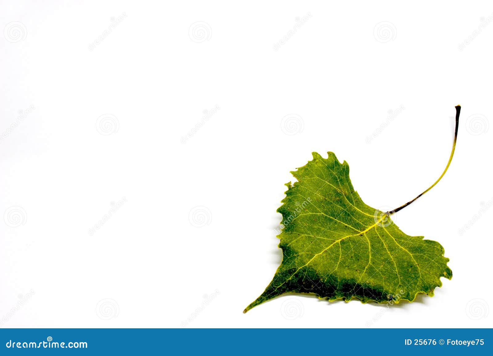 Fallen Green Leaf stock photo. Image of outdoor, closeup - 25676