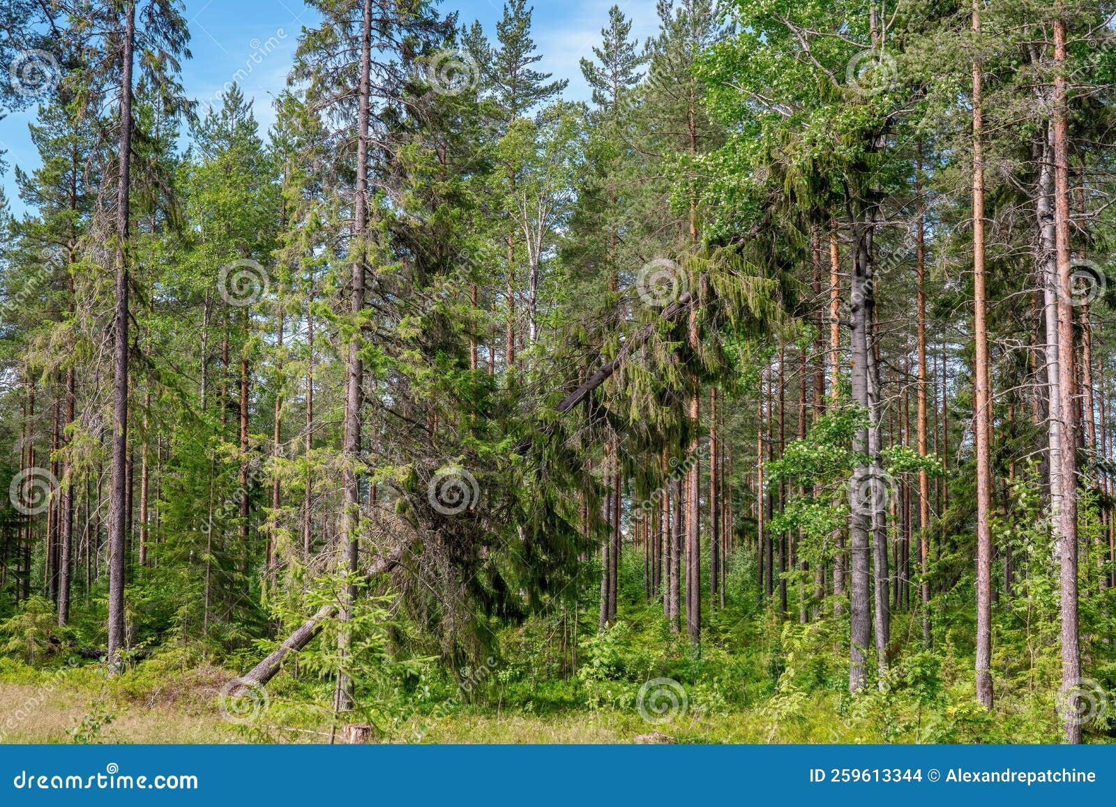 Fallen Green Spruce Hangs on Tops of Other Trees. Damaged Tree after ...