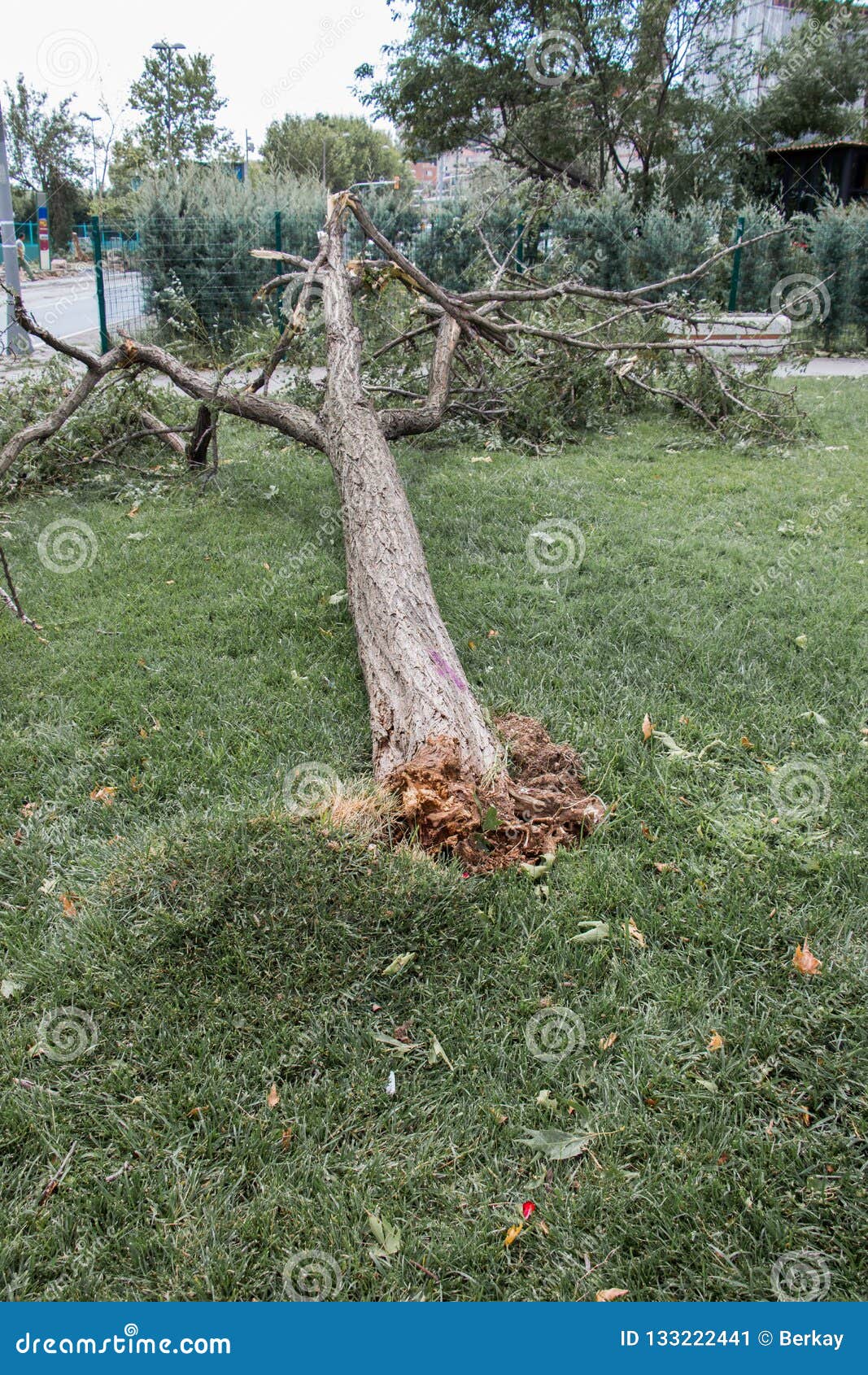 Fallen Green Tree in Green Grass on Display Stock Image - Image of root ...