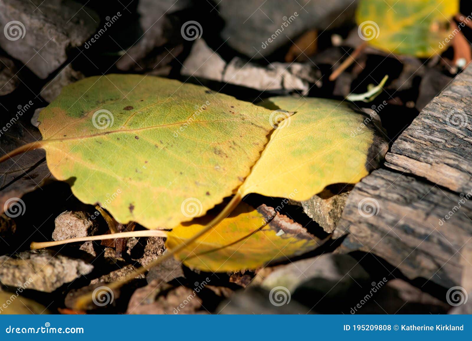 Fallen Green and Yellow Aspen Leaf Stock Photo - Image of detail, green ...