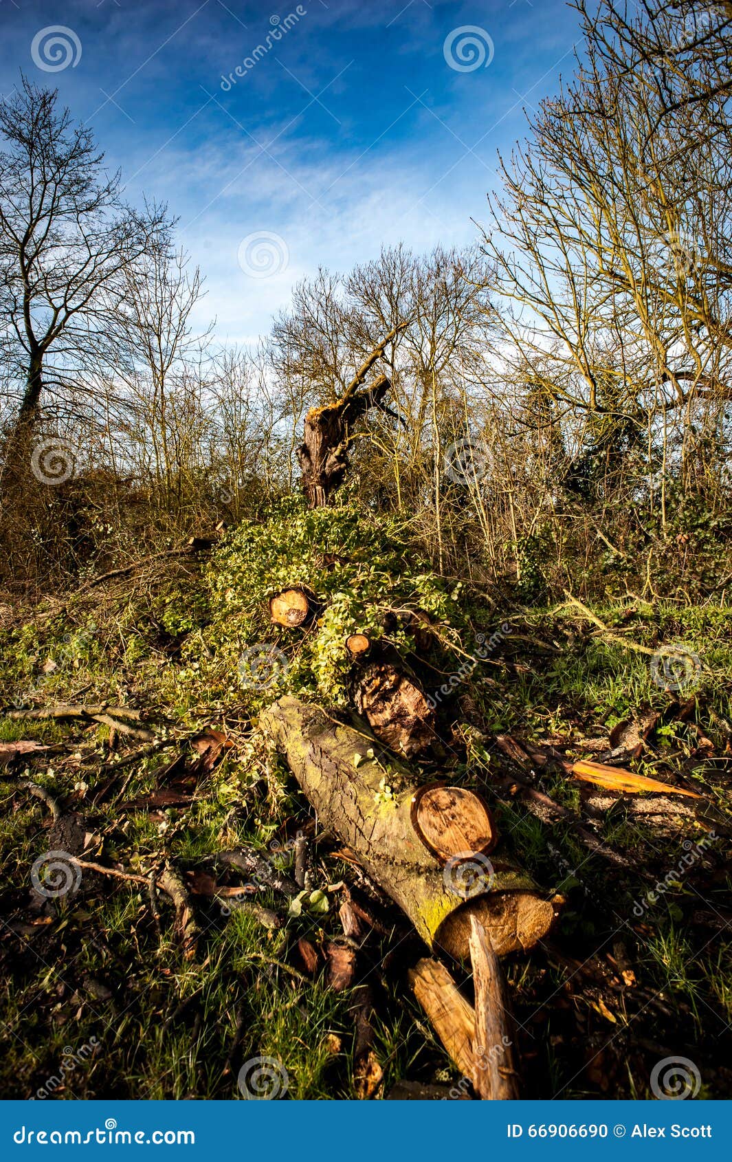 Fallen hedgerow tree stock photo. Image of ecology, floor - 66906690