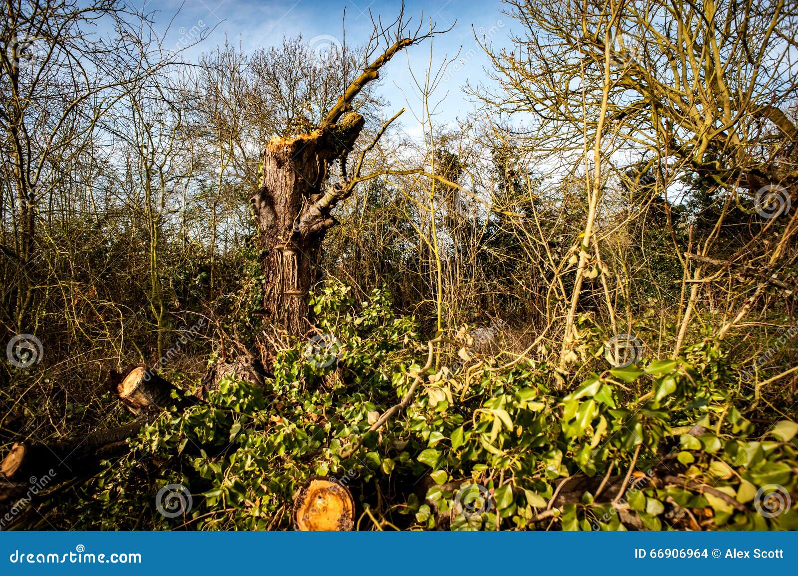 Fallen hedgerow tree stock photo. Image of environment - 66906964