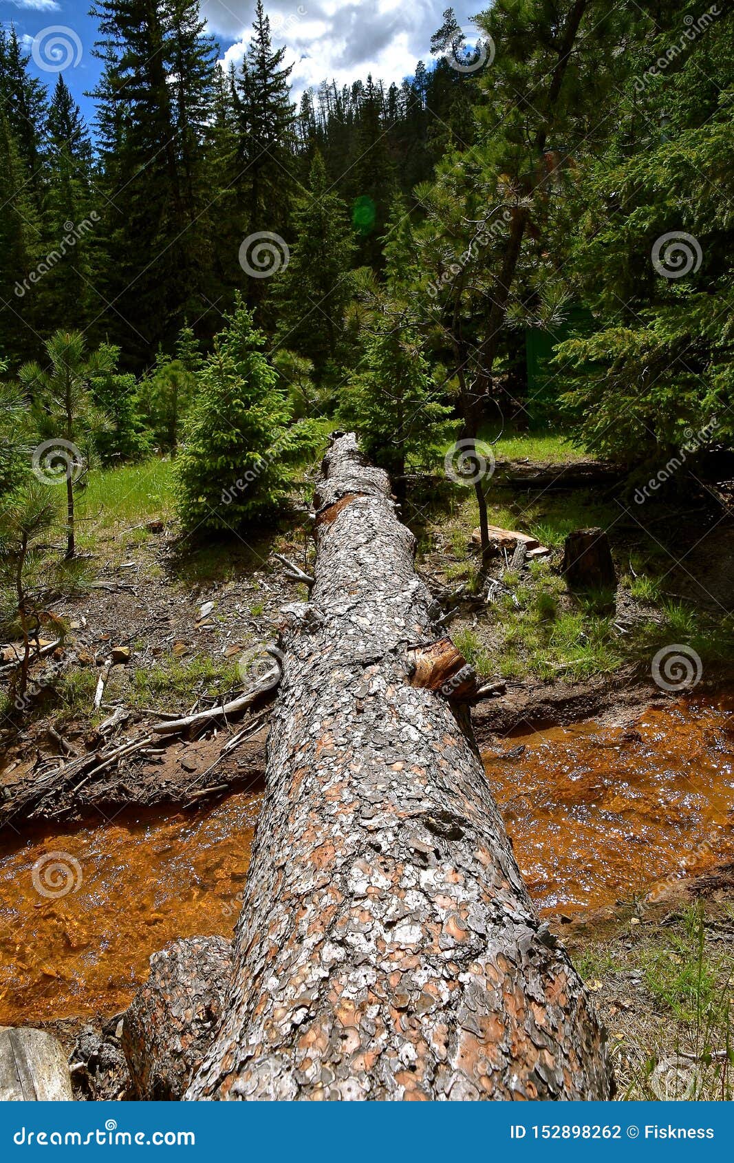 Tree Trunks Serve As a Walking Bridge Across a Stream Stock Photo ...