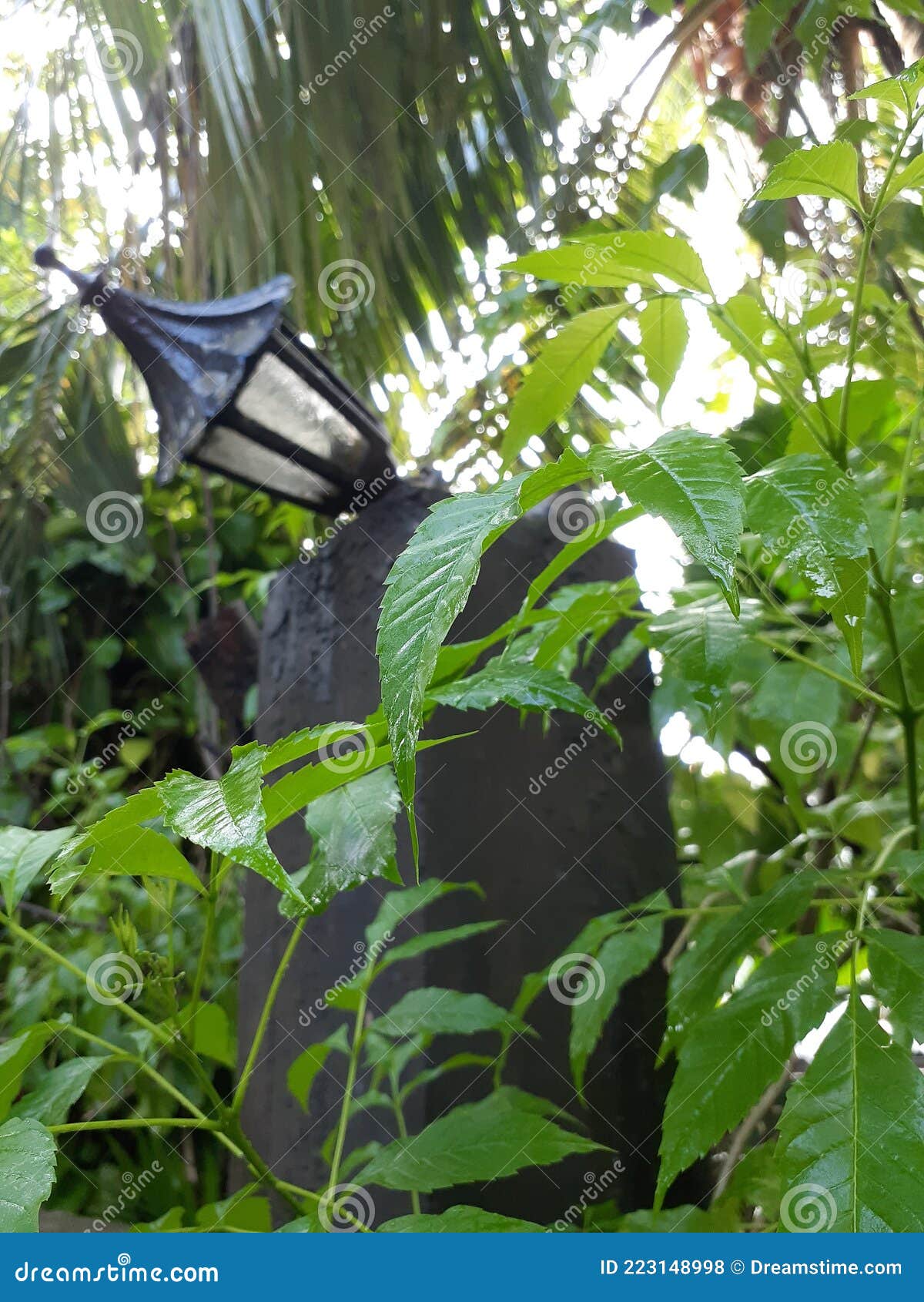 Fallen Lamp Trough the Green Leaves Stock Photo - Image of green ...