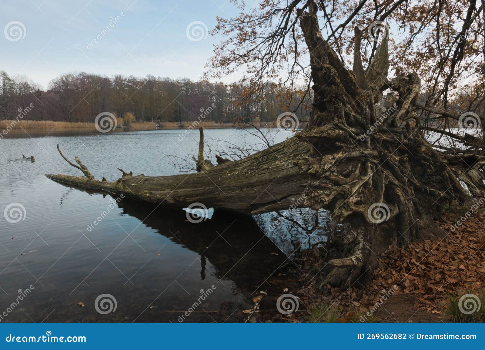 Fallen Large Bare Tree and Driftwood on the Beach. Stock Photo - Image ...