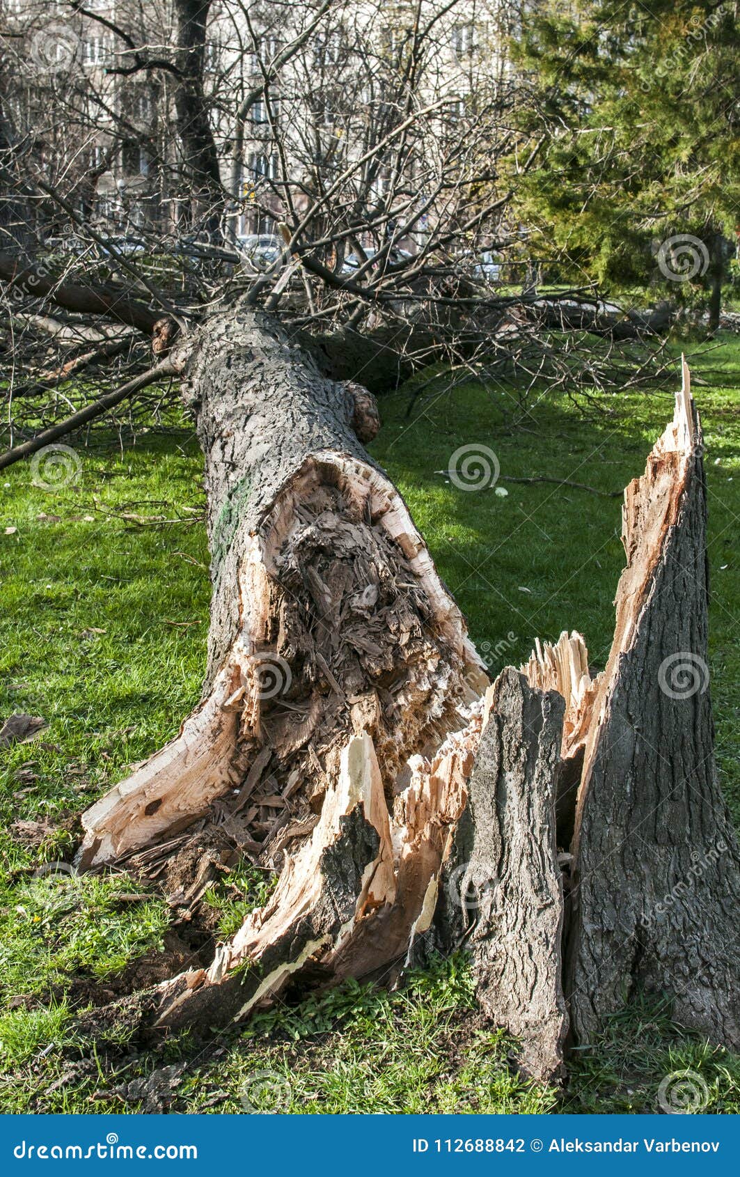 Fallen Large Tree after Storm Stock Photo - Image of destruction ...