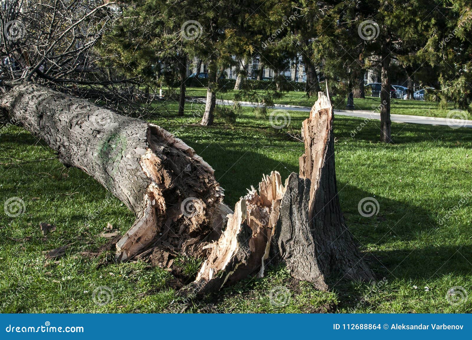 Fallen Large Tree after Storm Stock Photo - Image of branch, grass ...