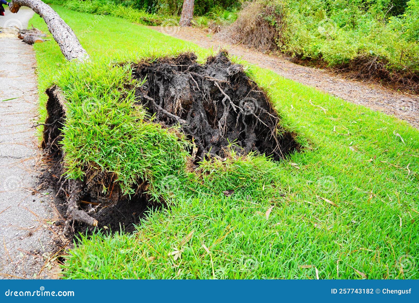 Fallen Large Tree Showing Roots Uprooted and Toppled Down Over a ...