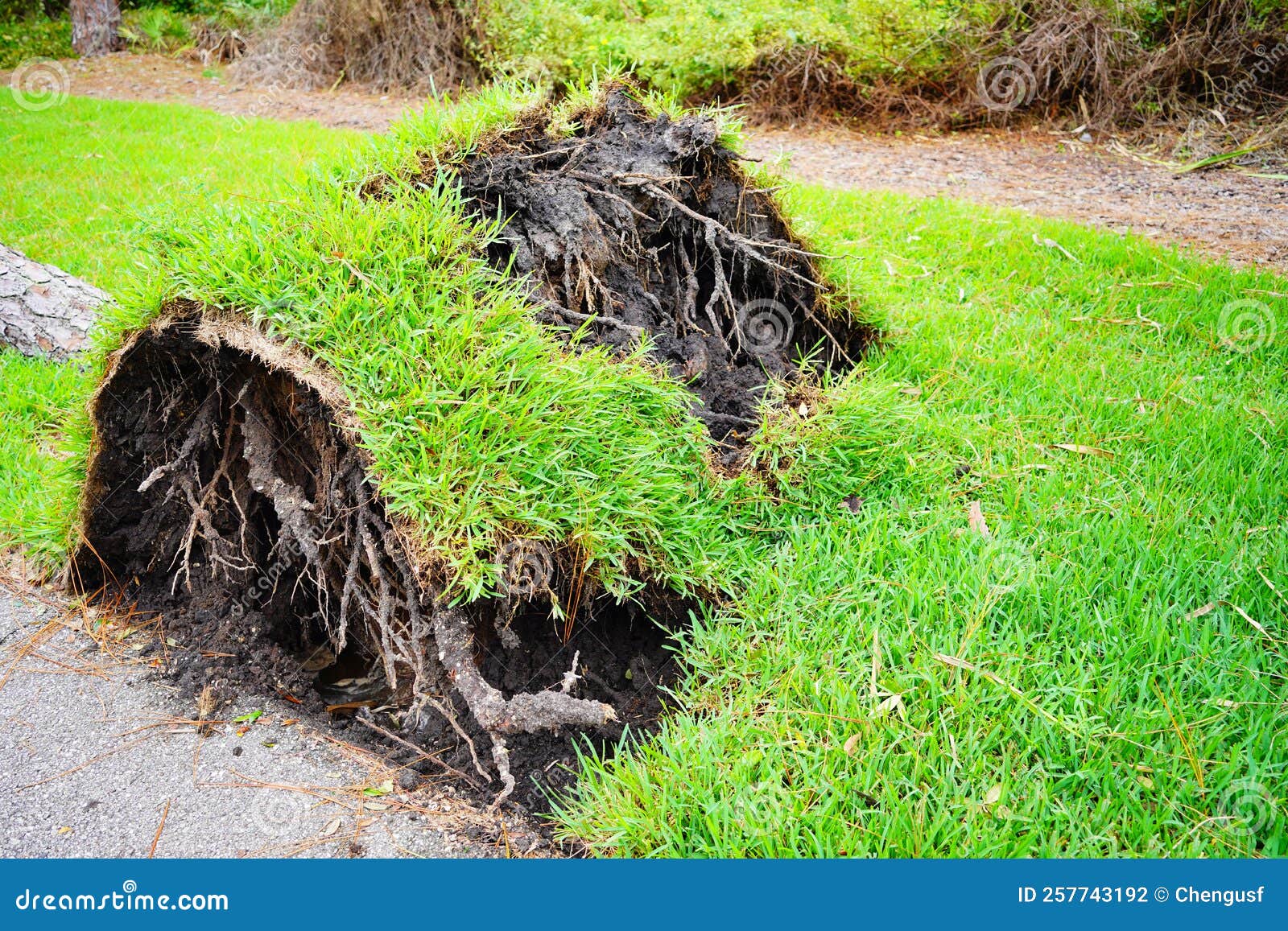 Fallen Large Tree Showing Roots Uprooted and Toppled Down Over a ...