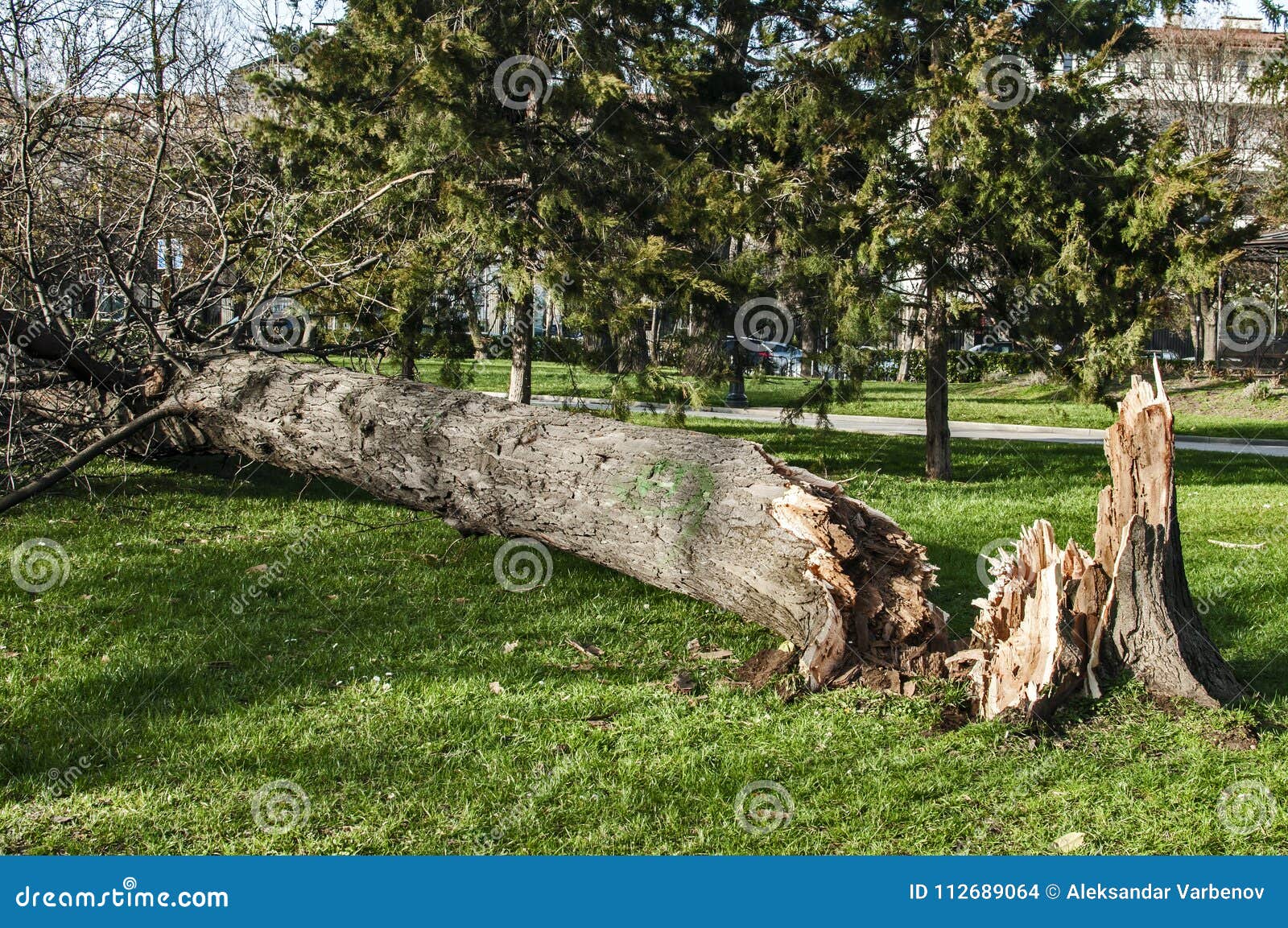 Fallen Large Tree after Storm Stock Photo - Image of scenic, branch ...