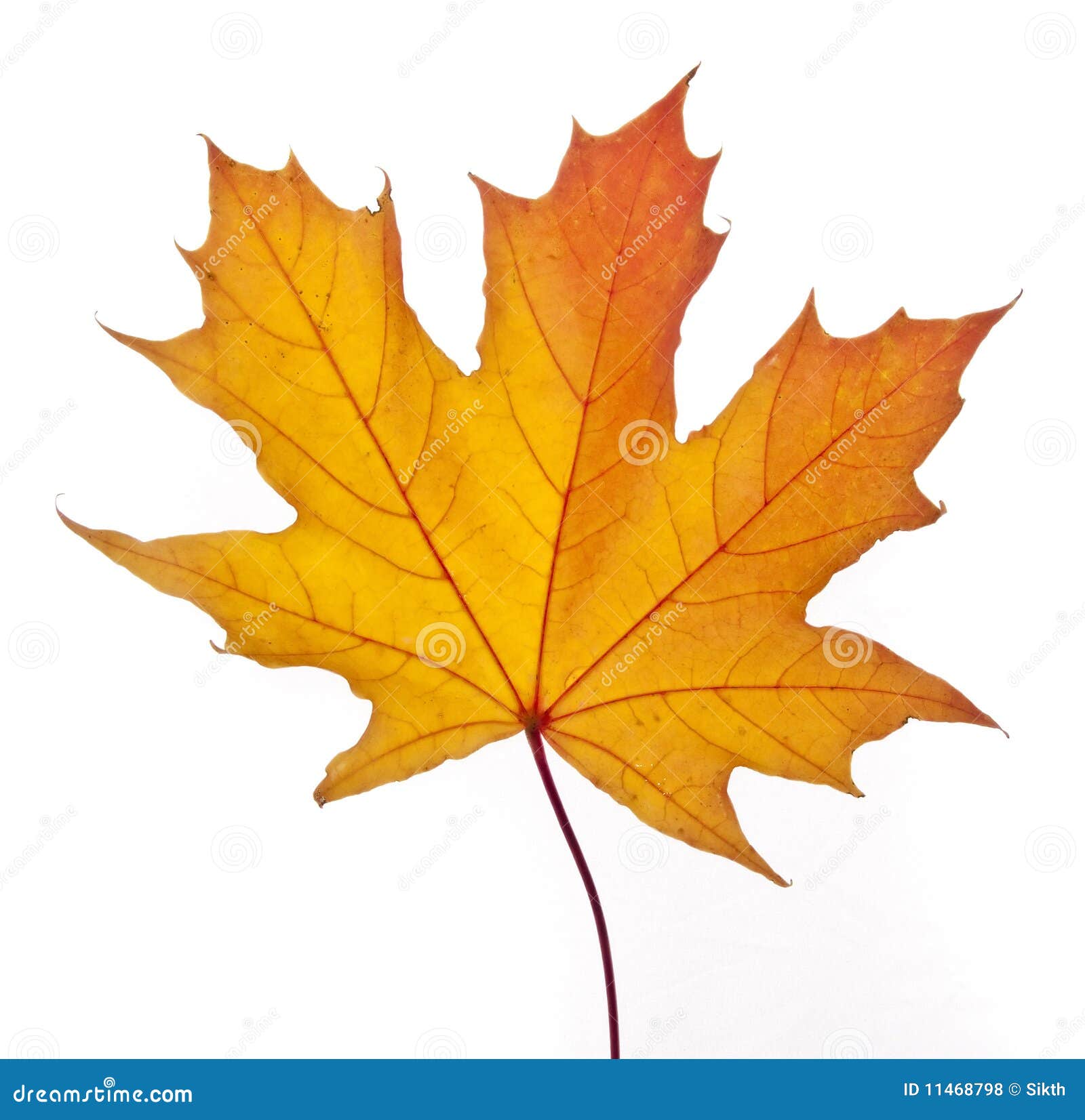 Fallen Leaf stock photo. Image of background, white, autumnal - 11468798