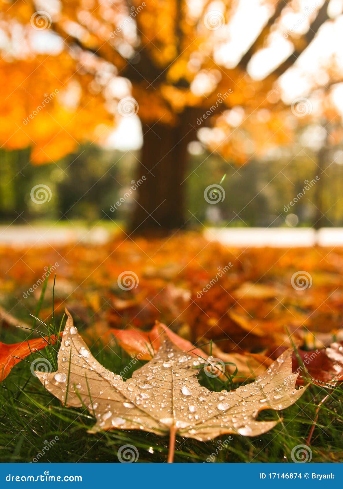 Fallen Leaf stock photo. Image of autumn, water, leaves - 17146874