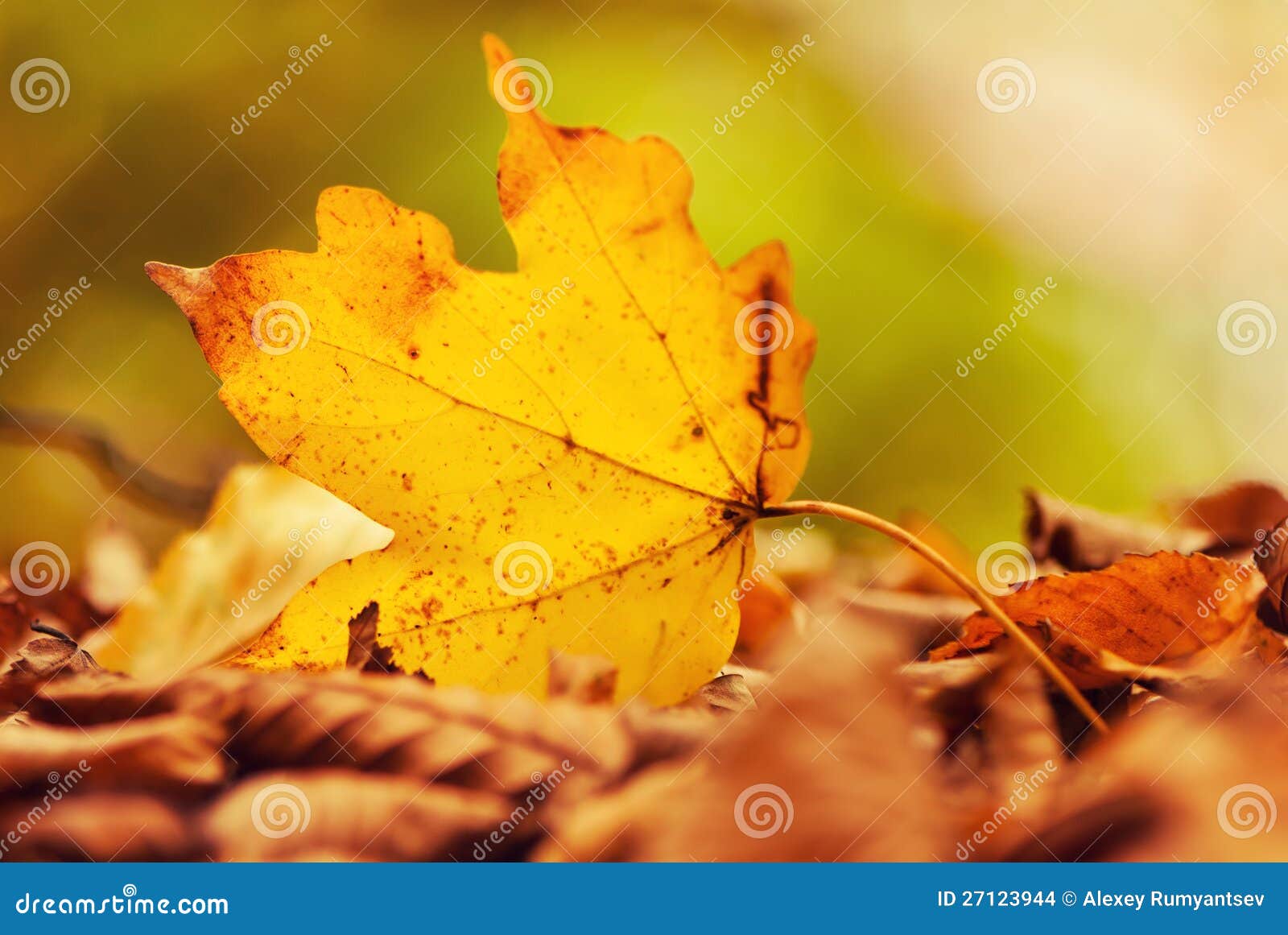 Fallen leaf stock photo. Image of autumn, floral, flora - 27123944