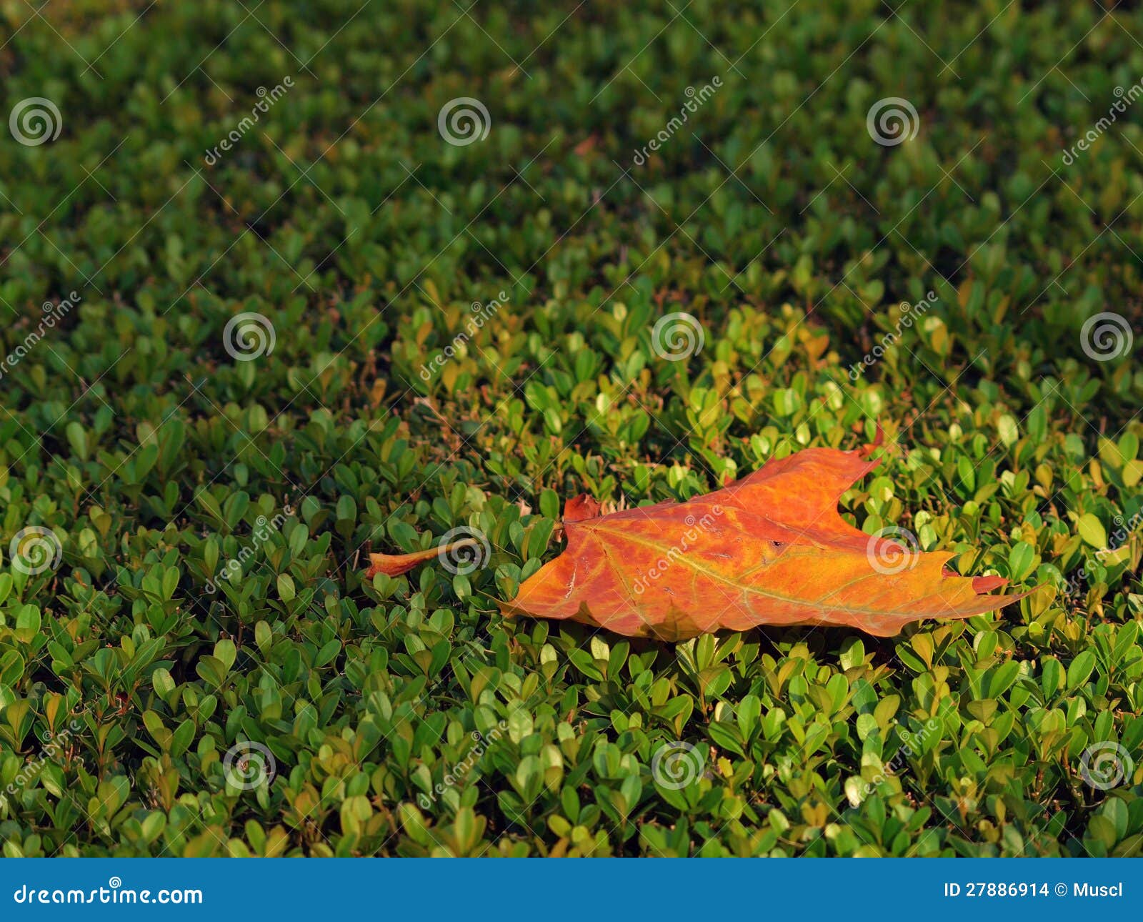 A fallen leaf stock photo. Image of november, closeup - 27886914