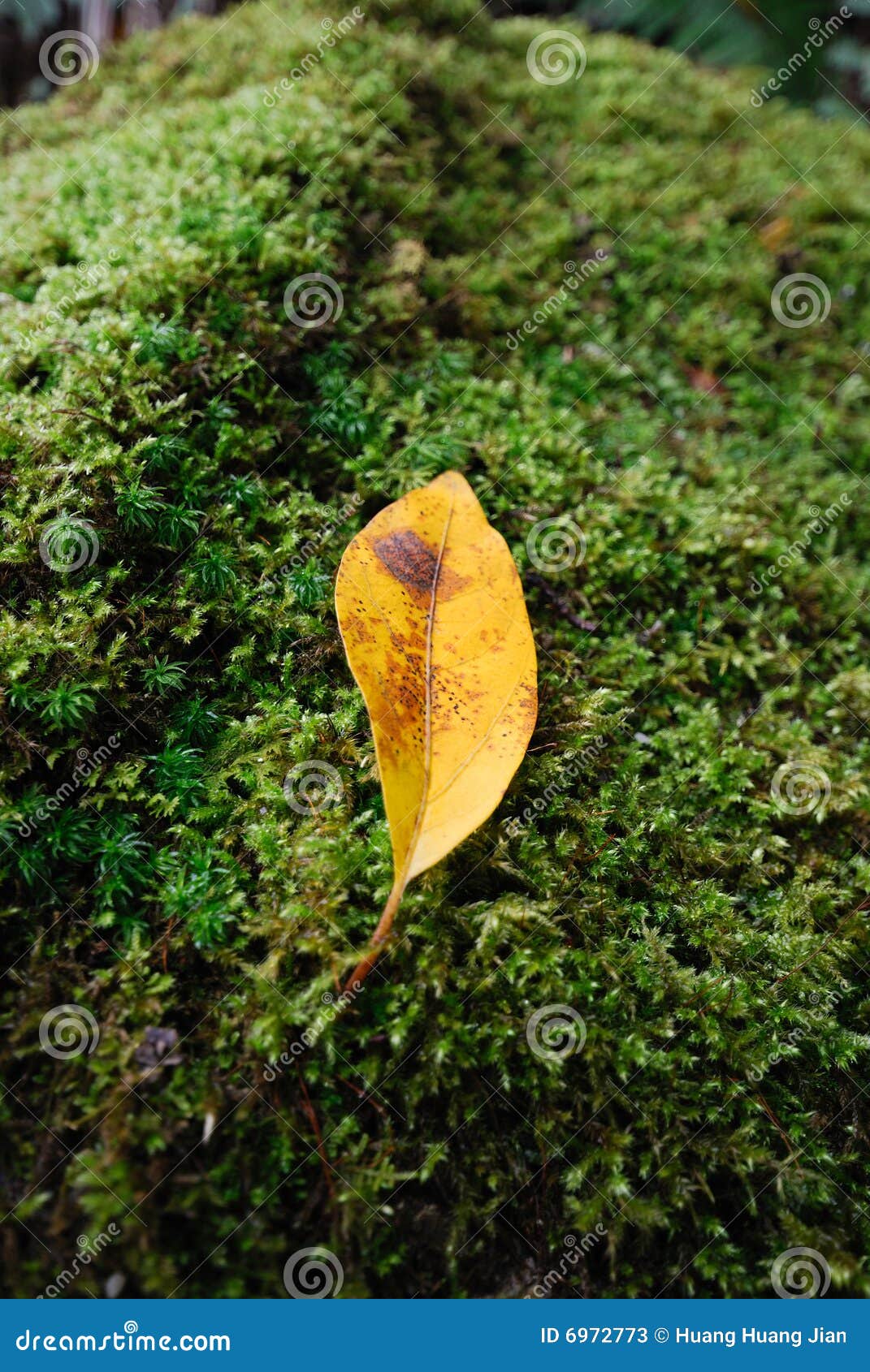 Fallen leaf stock image. Image of simple, depends, contrast - 6972773