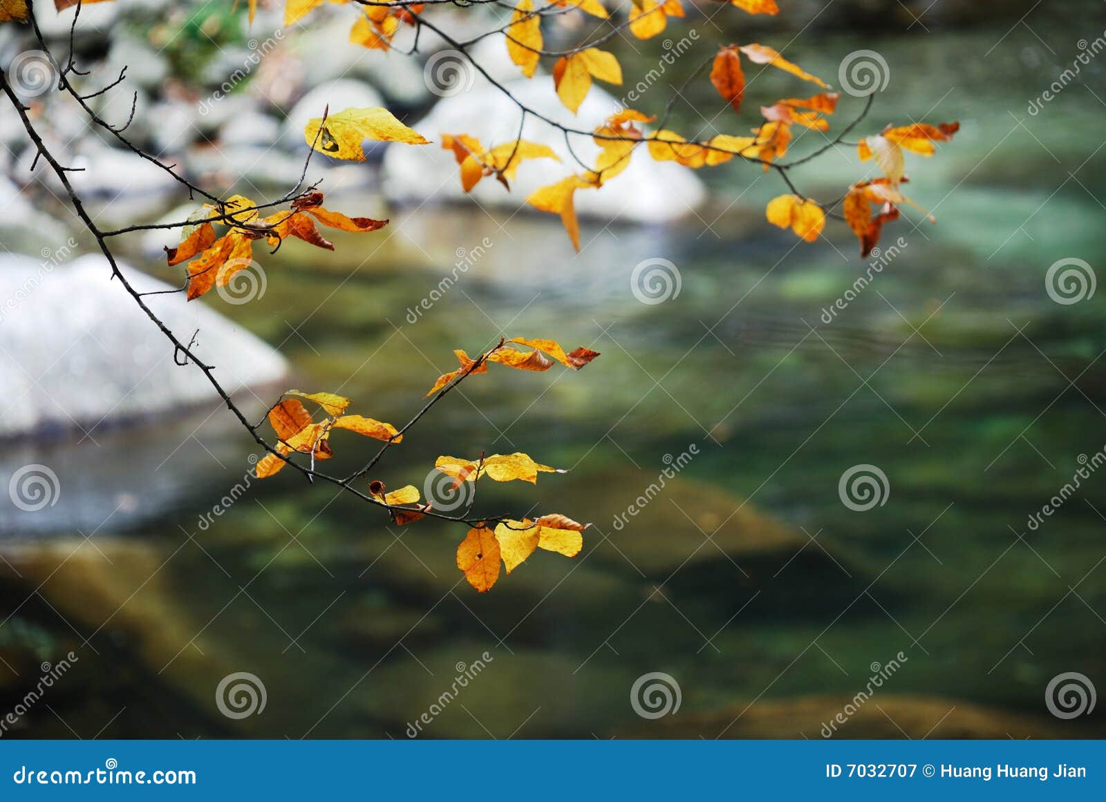 Fallen leaf stock image. Image of moist, leaf, fresh, mind - 7032707