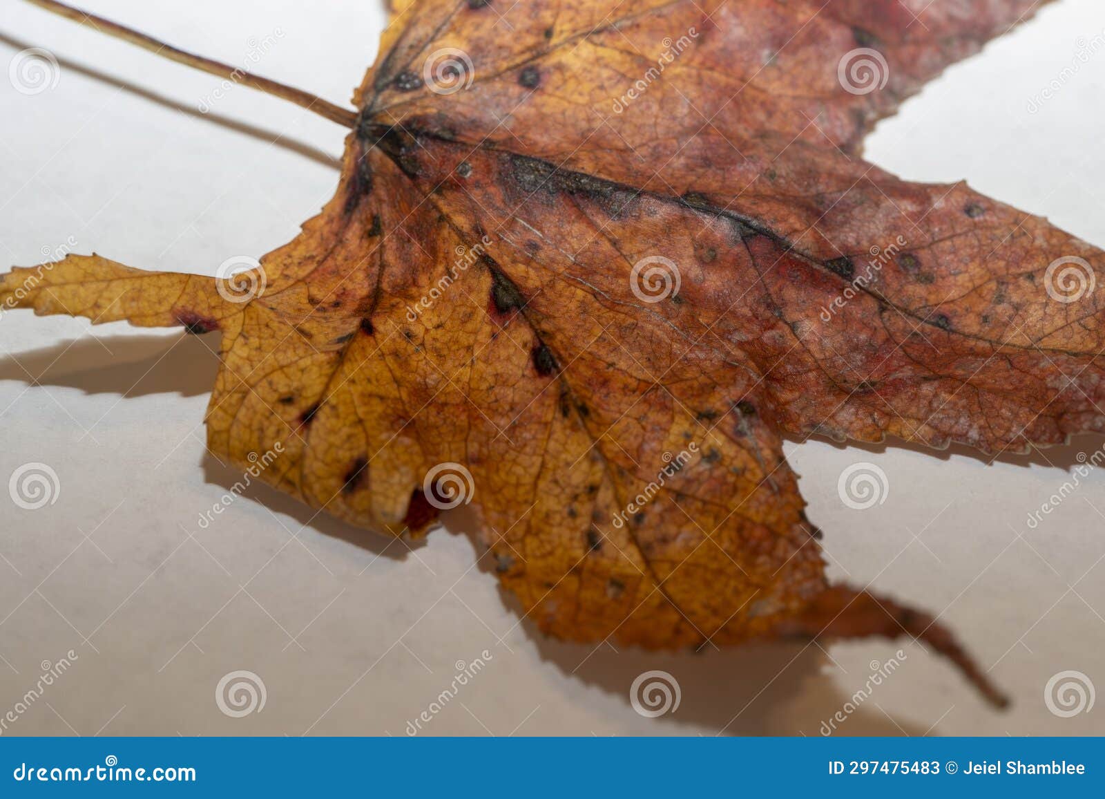 Fallen leaf in autumn. stock image. Image of macro, plant - 297475483